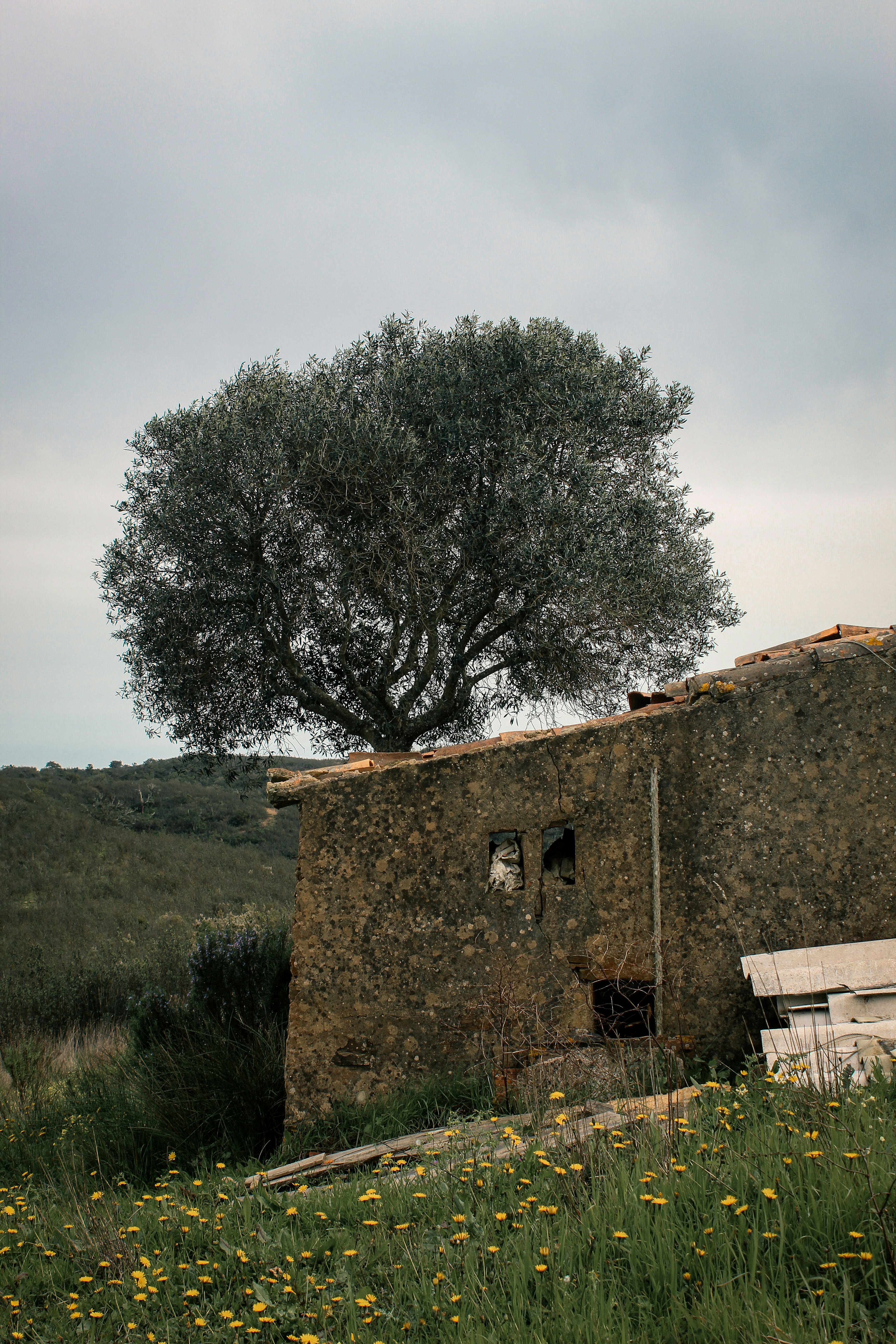  Lone olive tree overlooking a weathered stone hut in a sunlit meadow