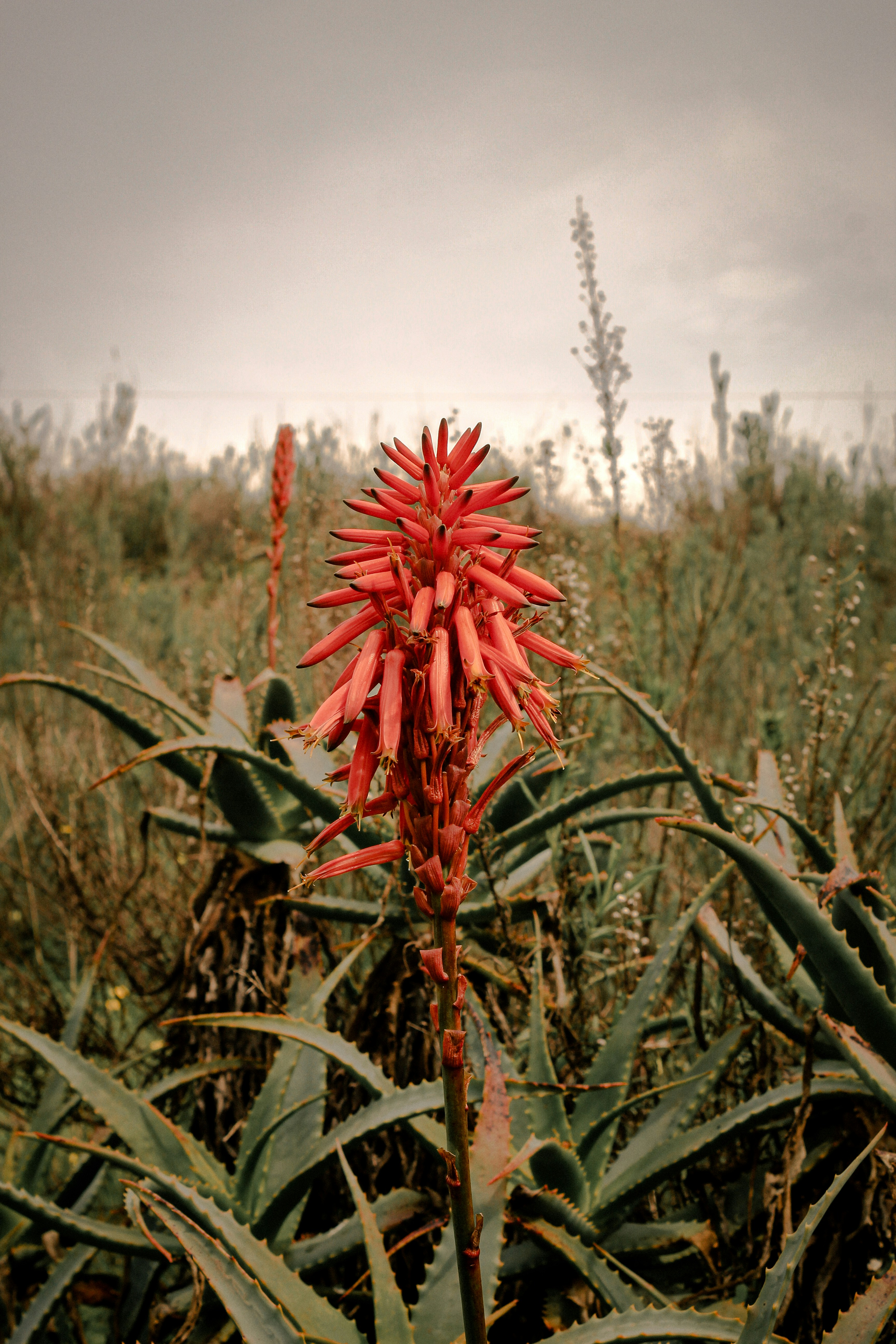 Red Firestar in a Quiet Field