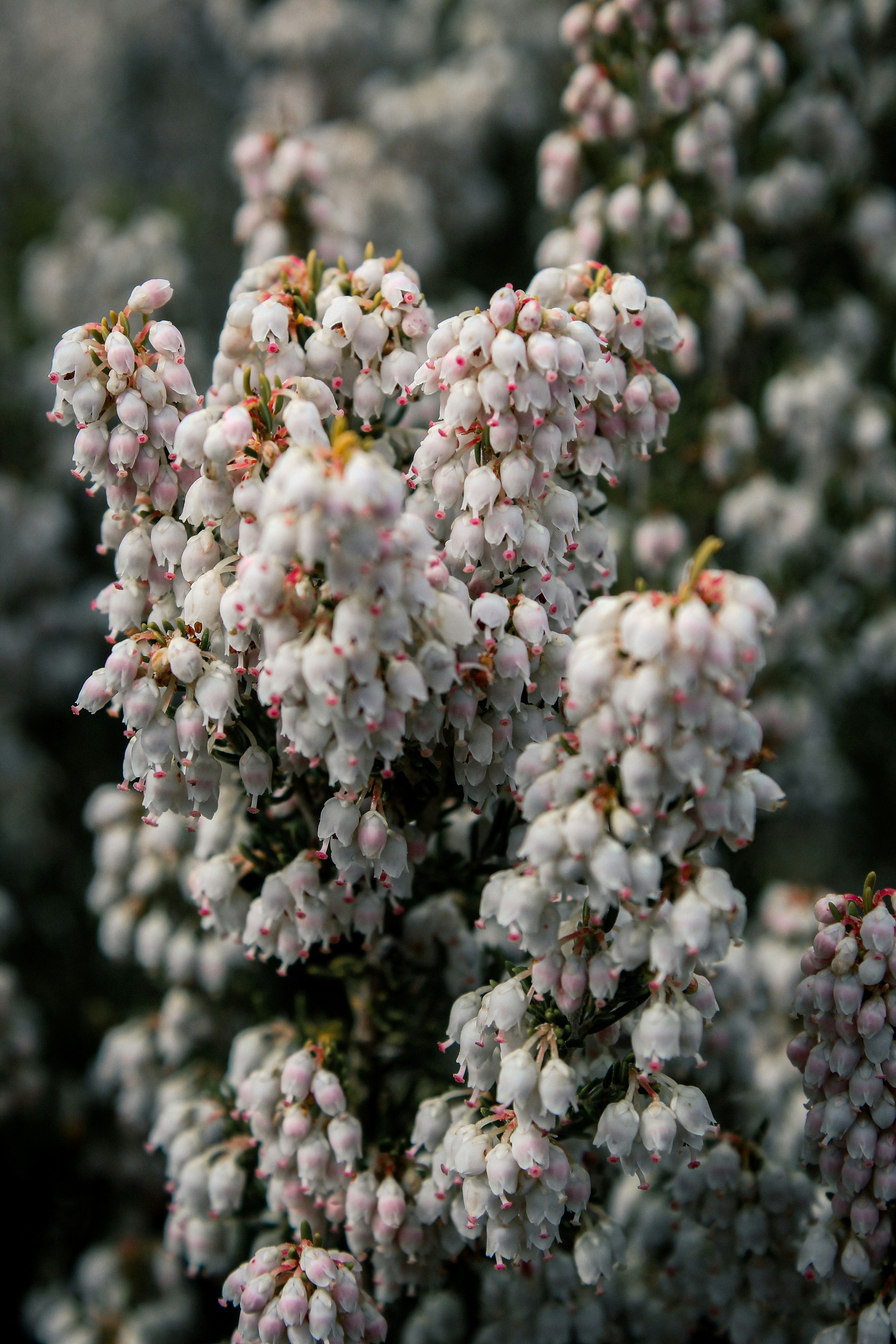 Cascade of Bridal Bloom: Close-Up of Pale Pink-White Helictites