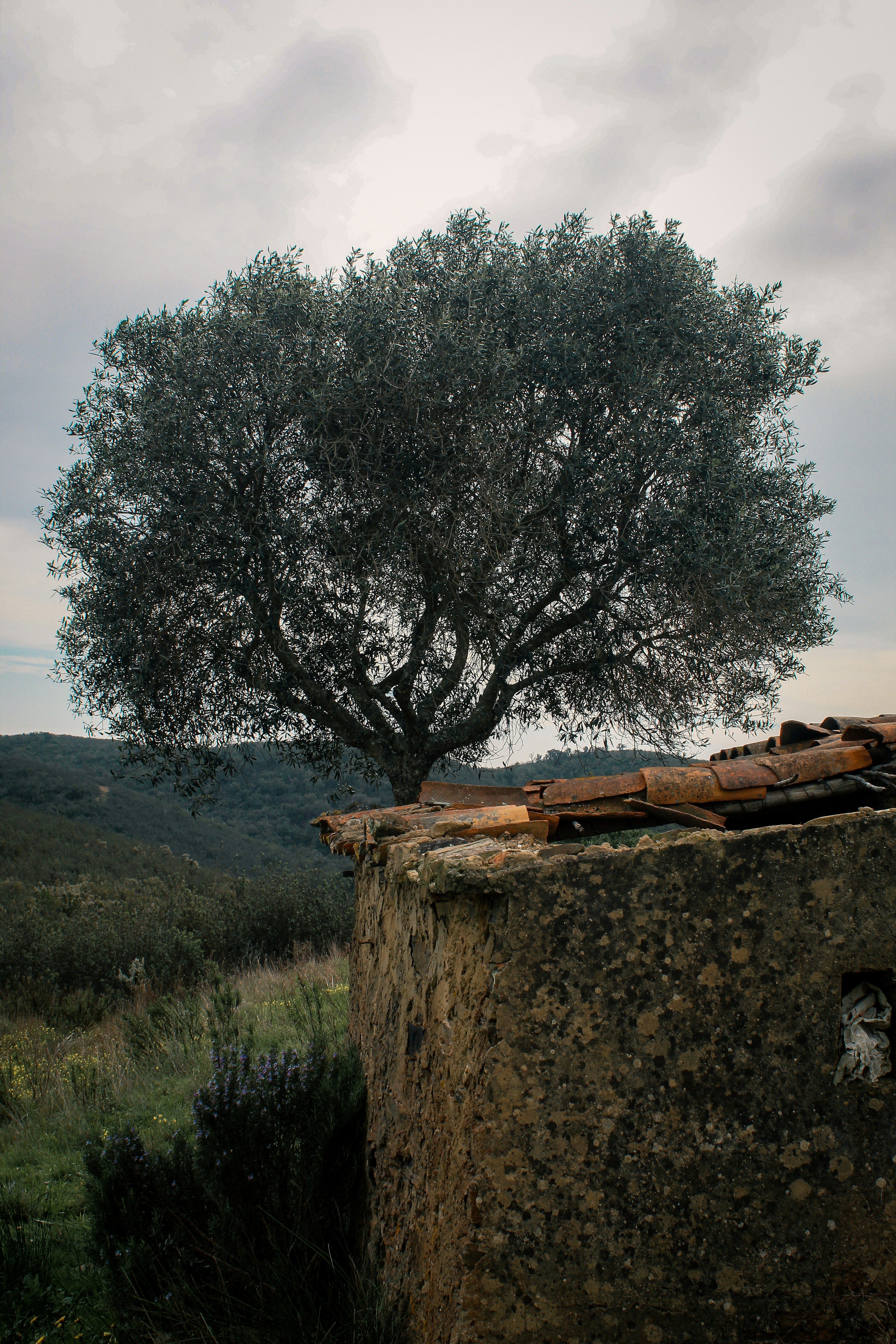 Lonely Olive atop a Weathered Terrace