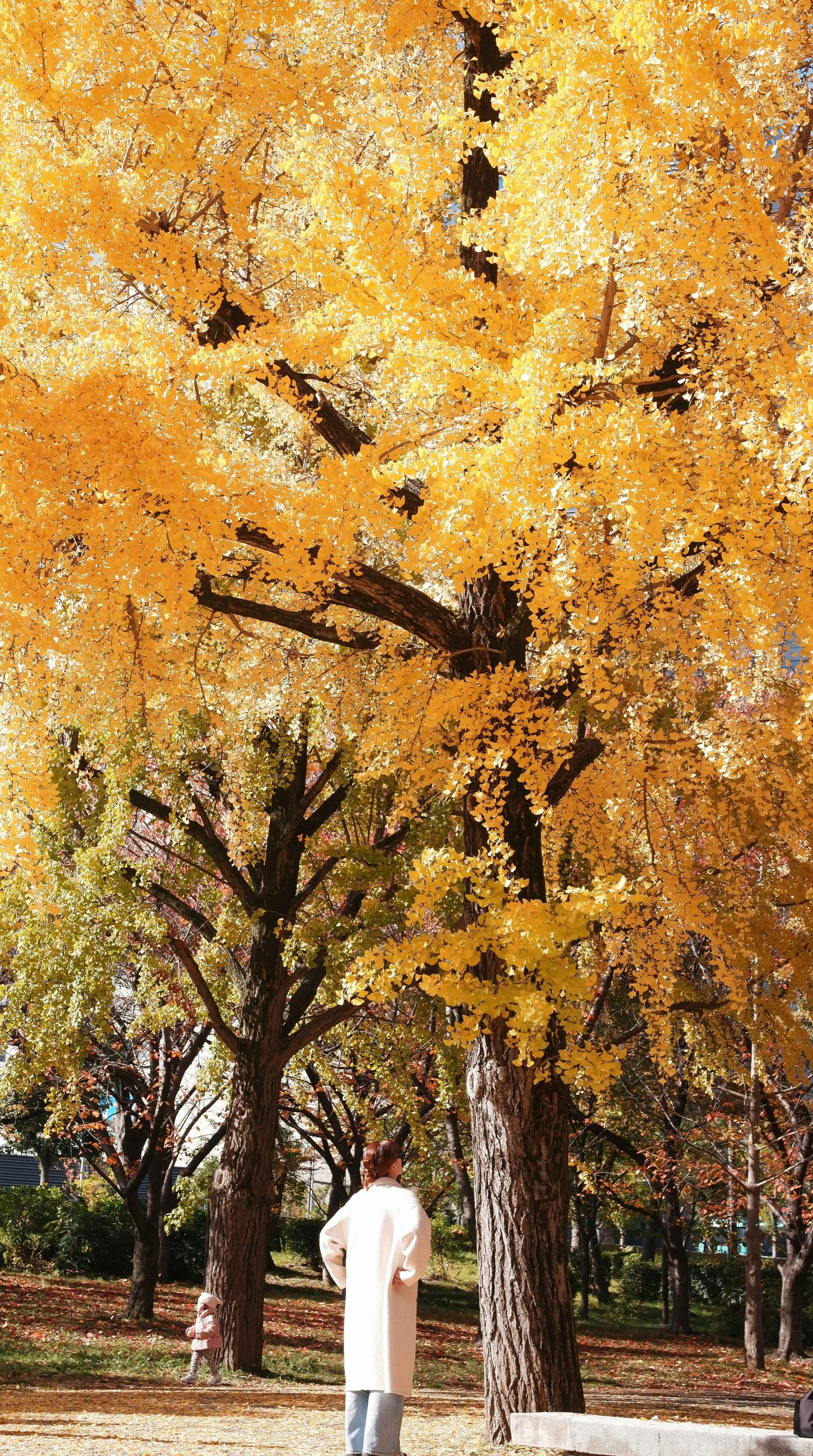 Golden Canopy Over Quiet Park
