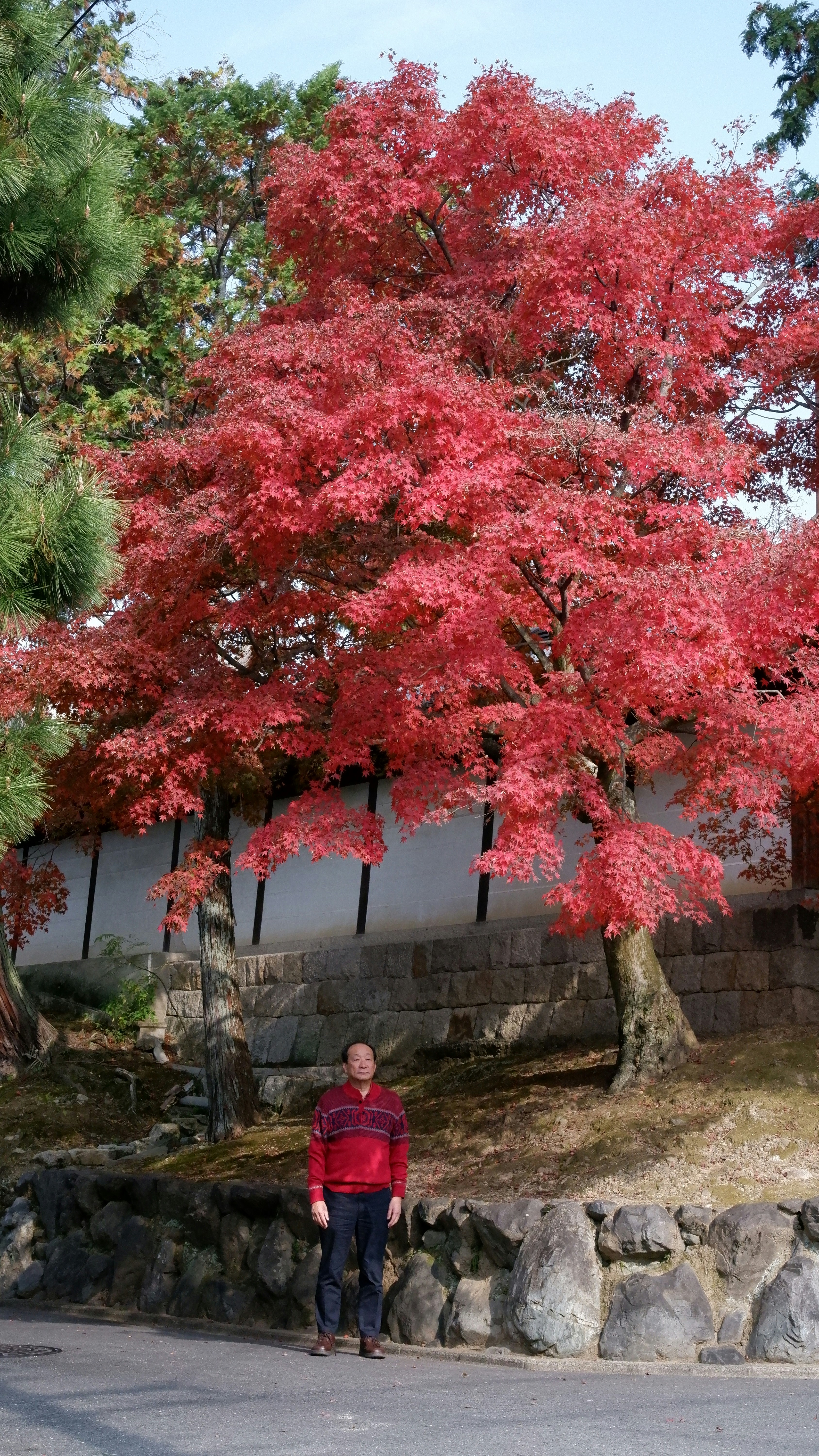 Crimson Canopy: A World of Color Beneath a Red Autumn Tree