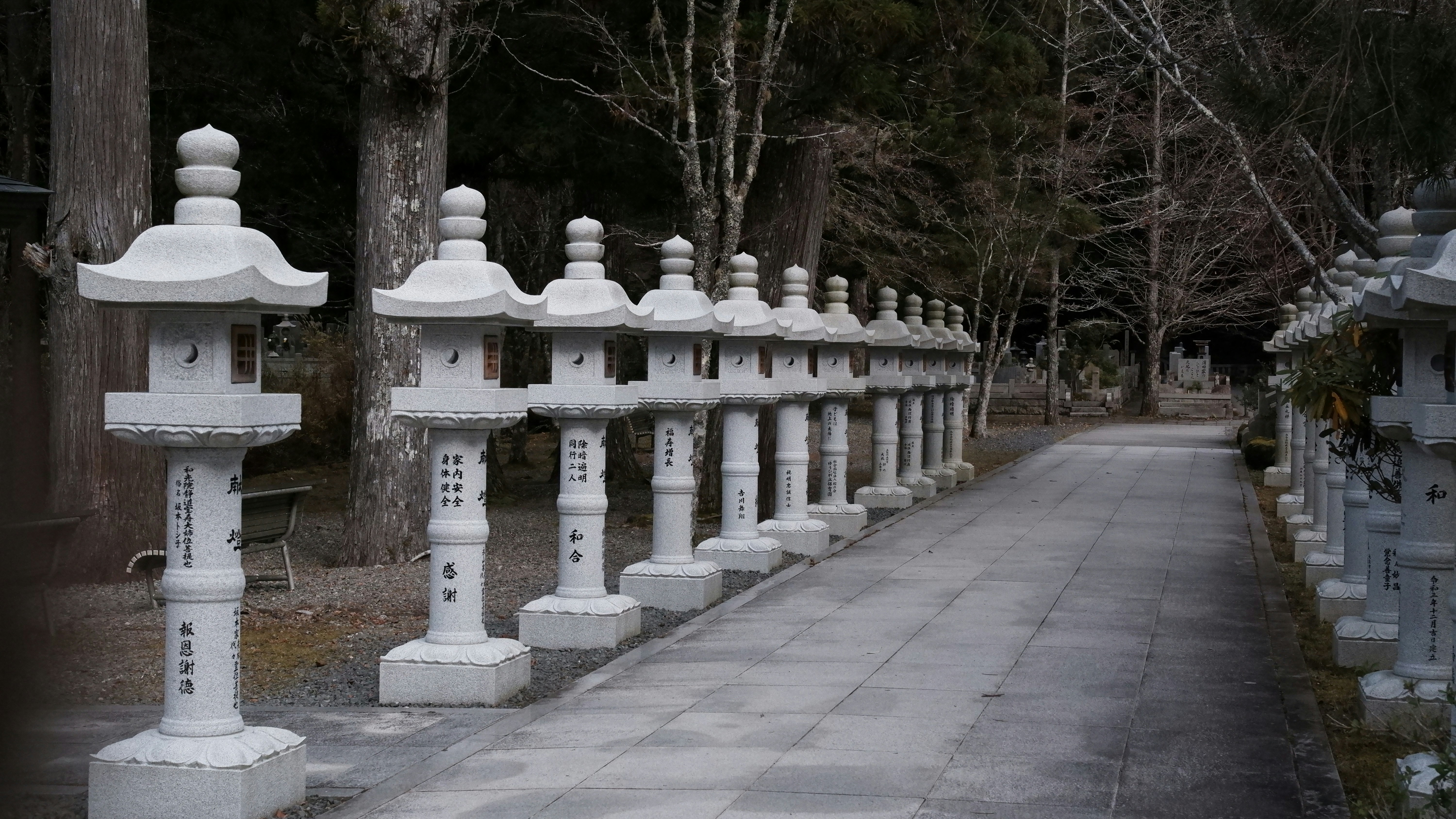 Row of Stone Lanterns Guiding a Quiet Shrine Path