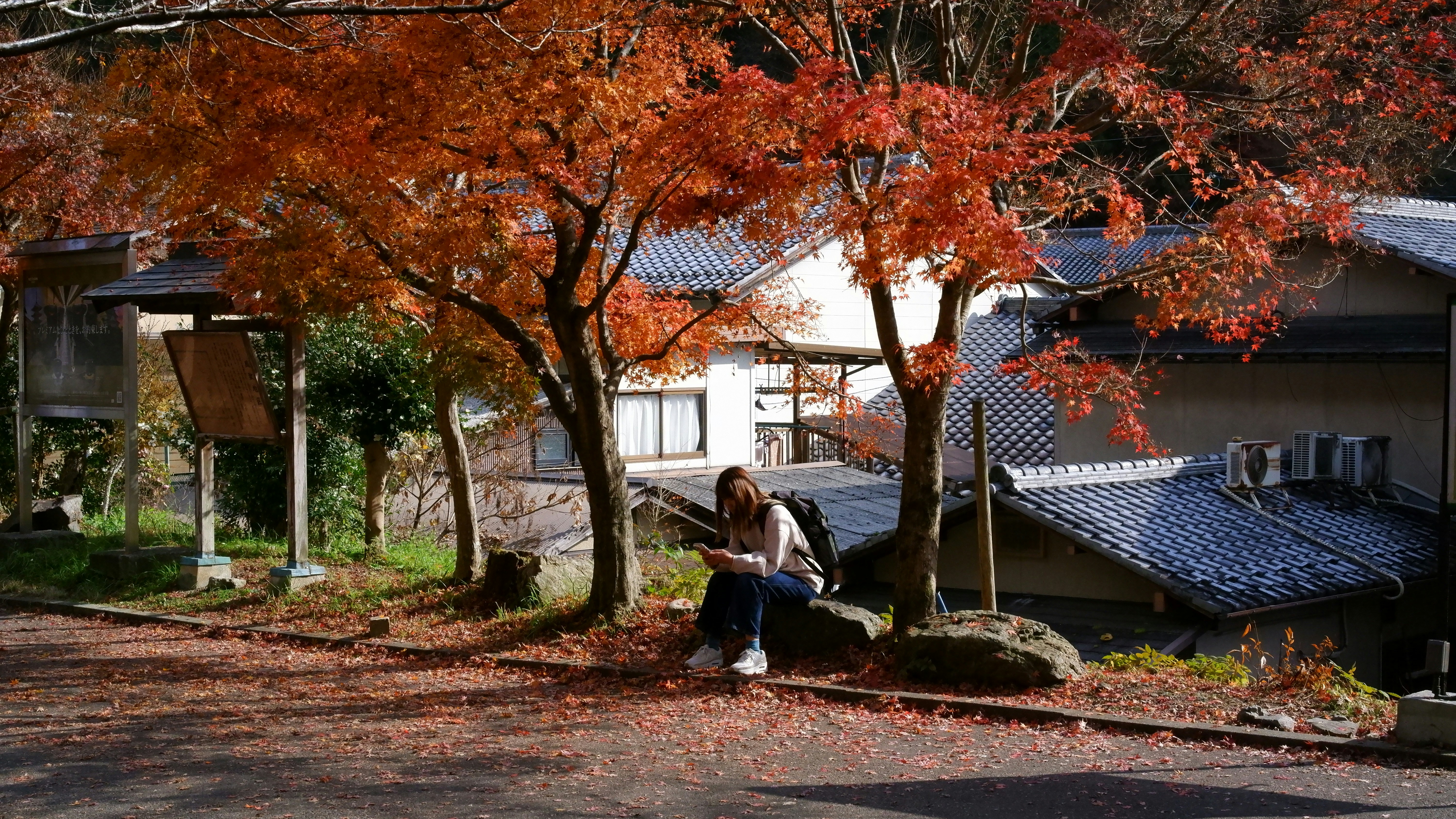 Autumn Quiet: A Reader Beneath the Maple Canopy