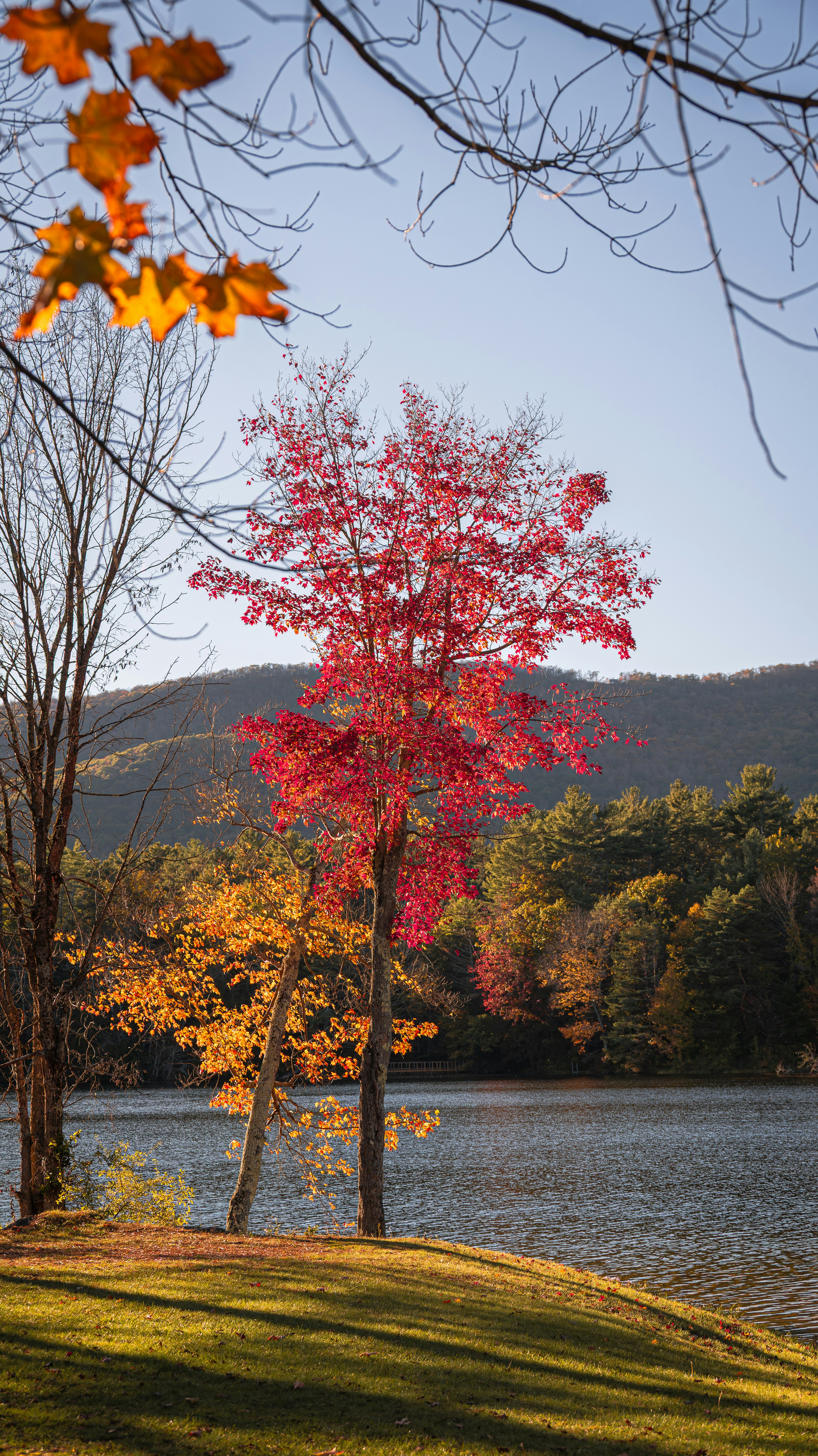 Red-Foliage Sentinel by the Lake