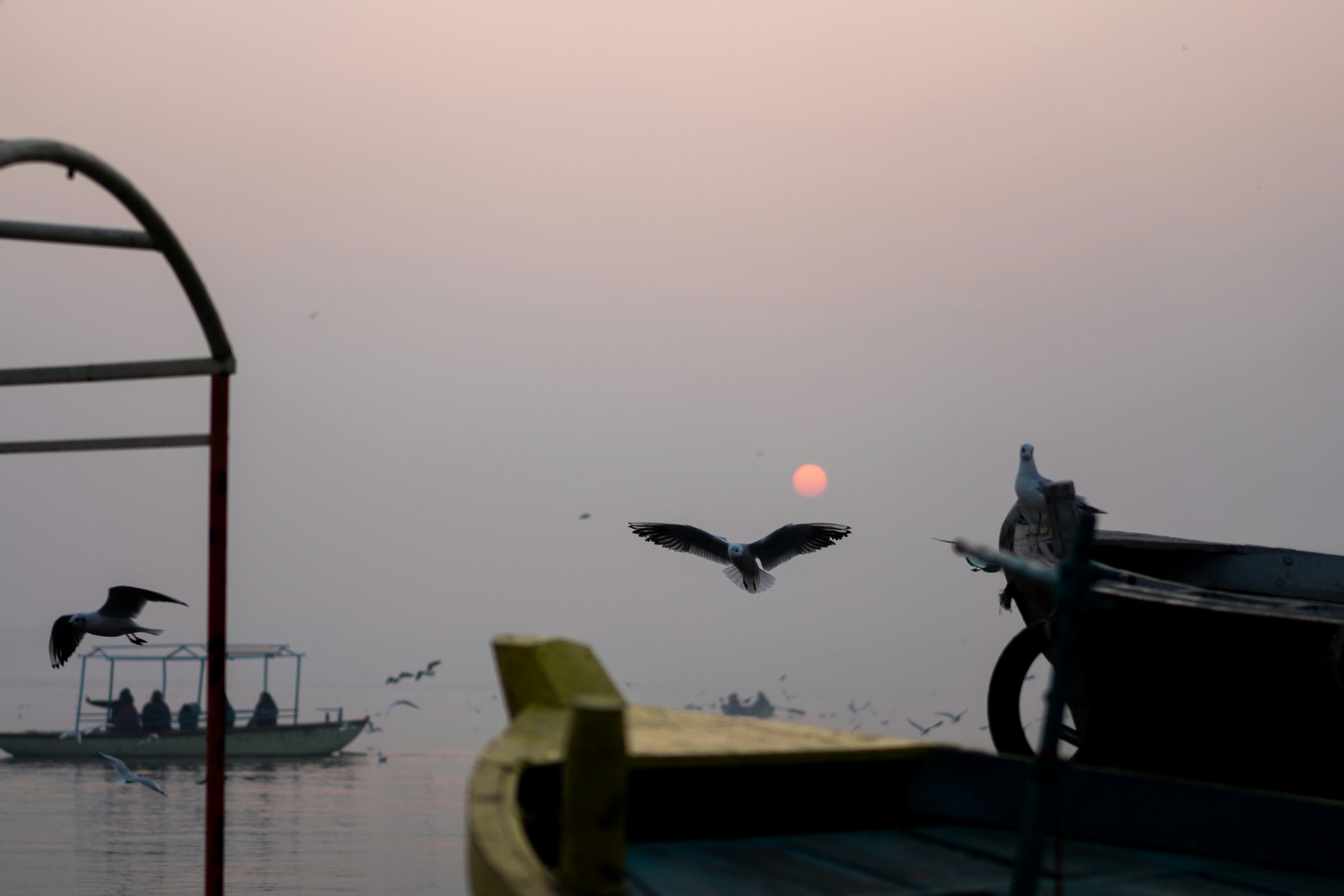 Dawn over the Pier: A Seaborne Moment with a Hovering Gull