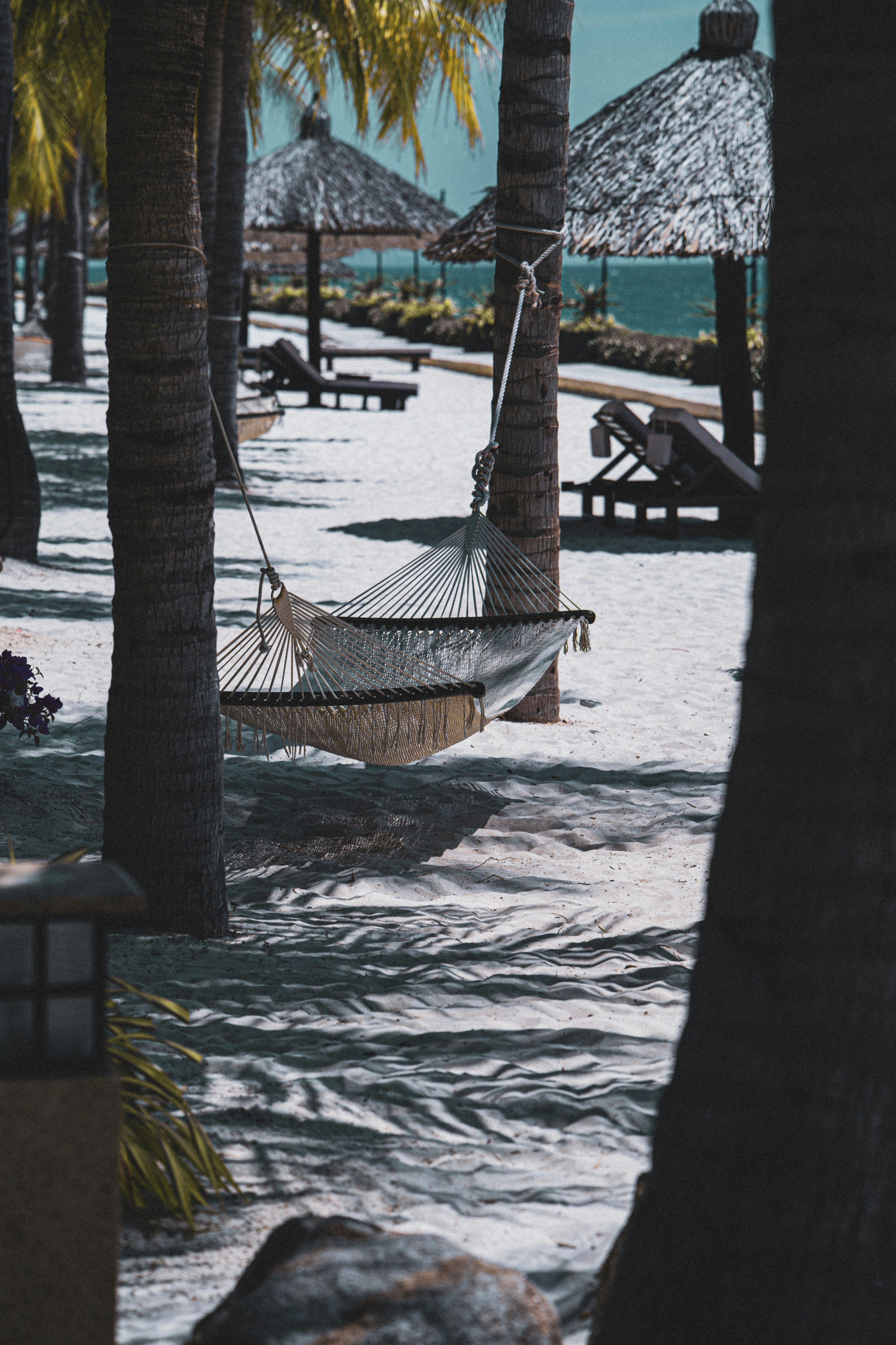 Hidden Hammock Among Coastal Palms