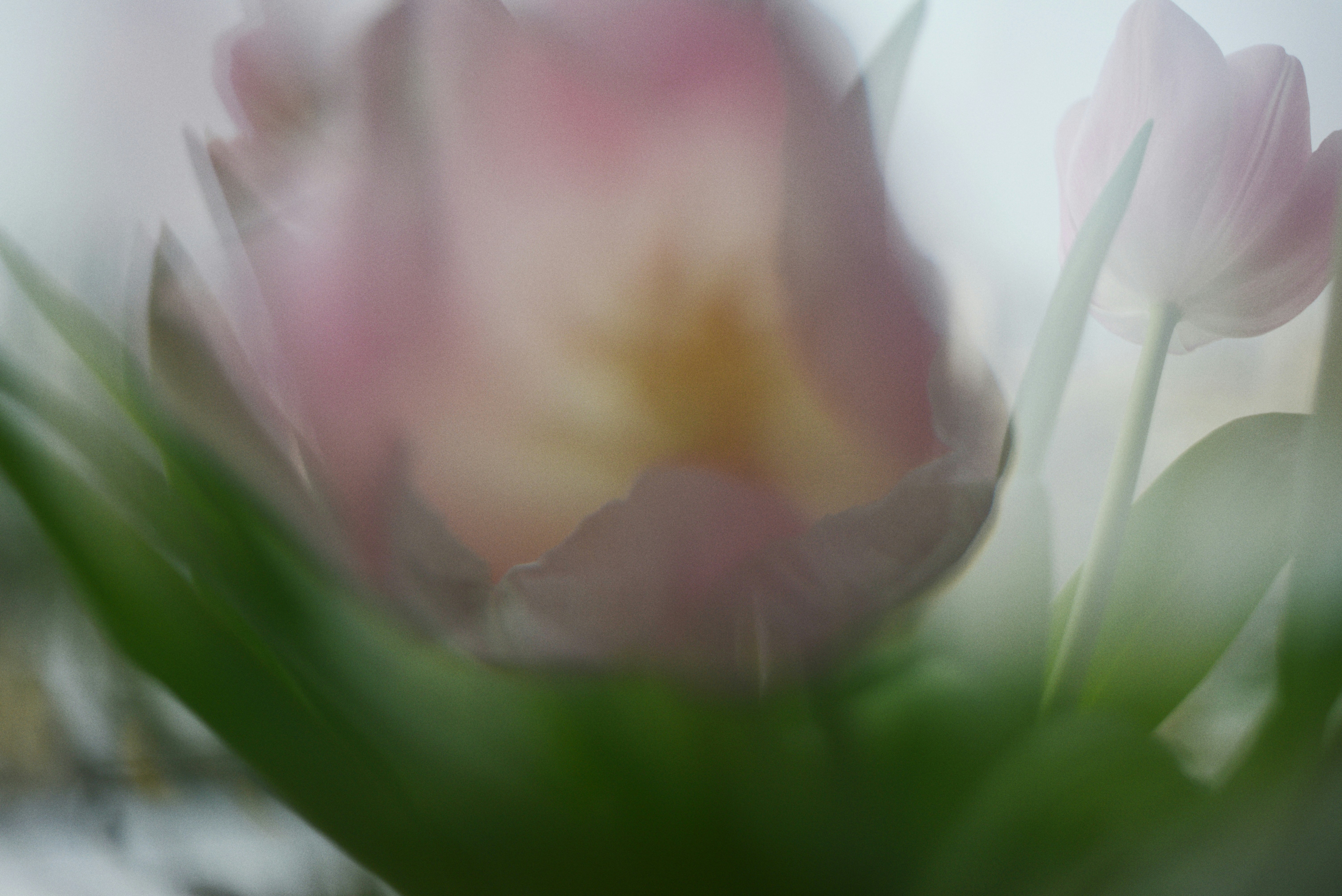Soft Tulip Bloom Through Dreamy Frosted Glass