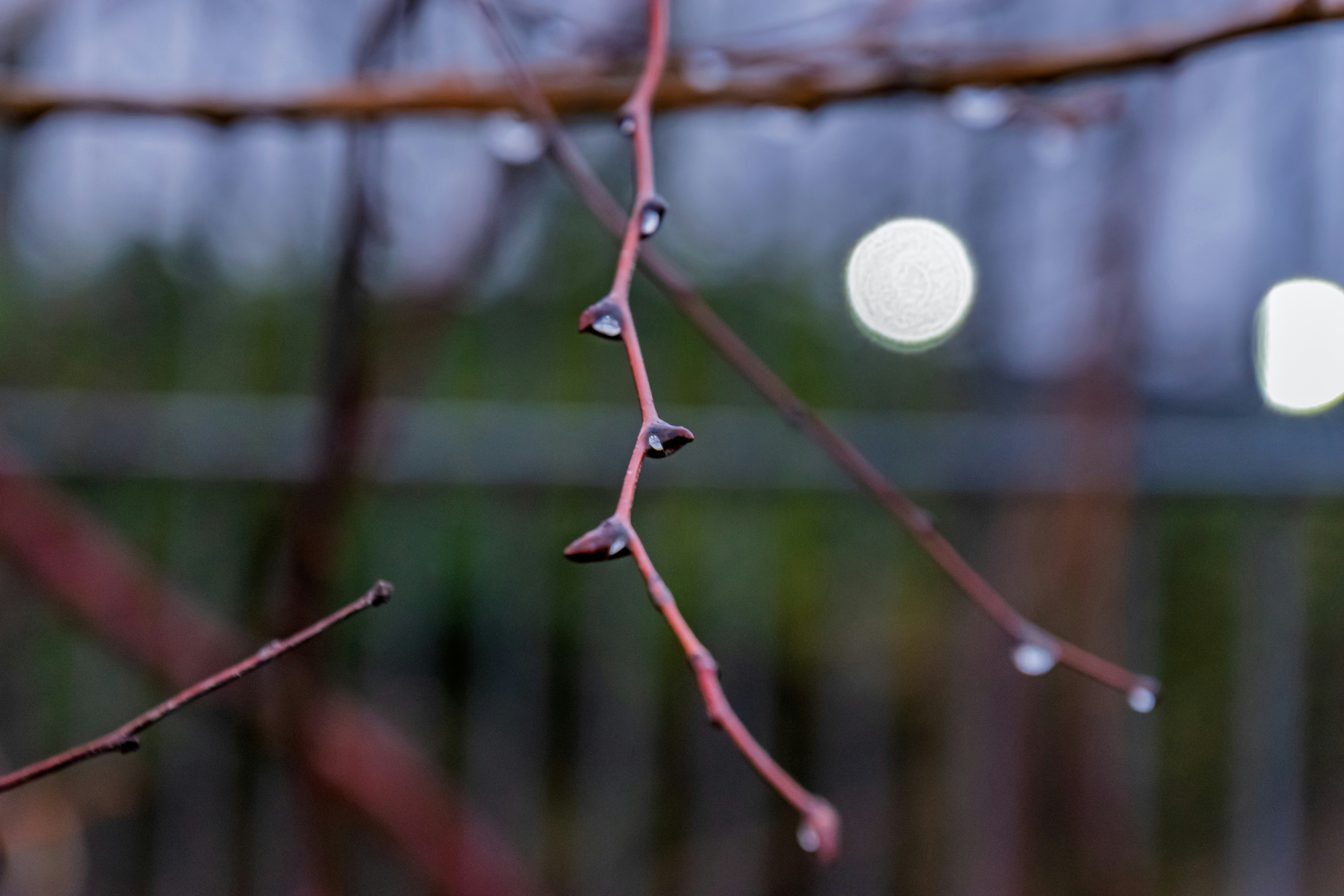 Bare Branches in Soft Blur: A Quiet Moment Near the Fence