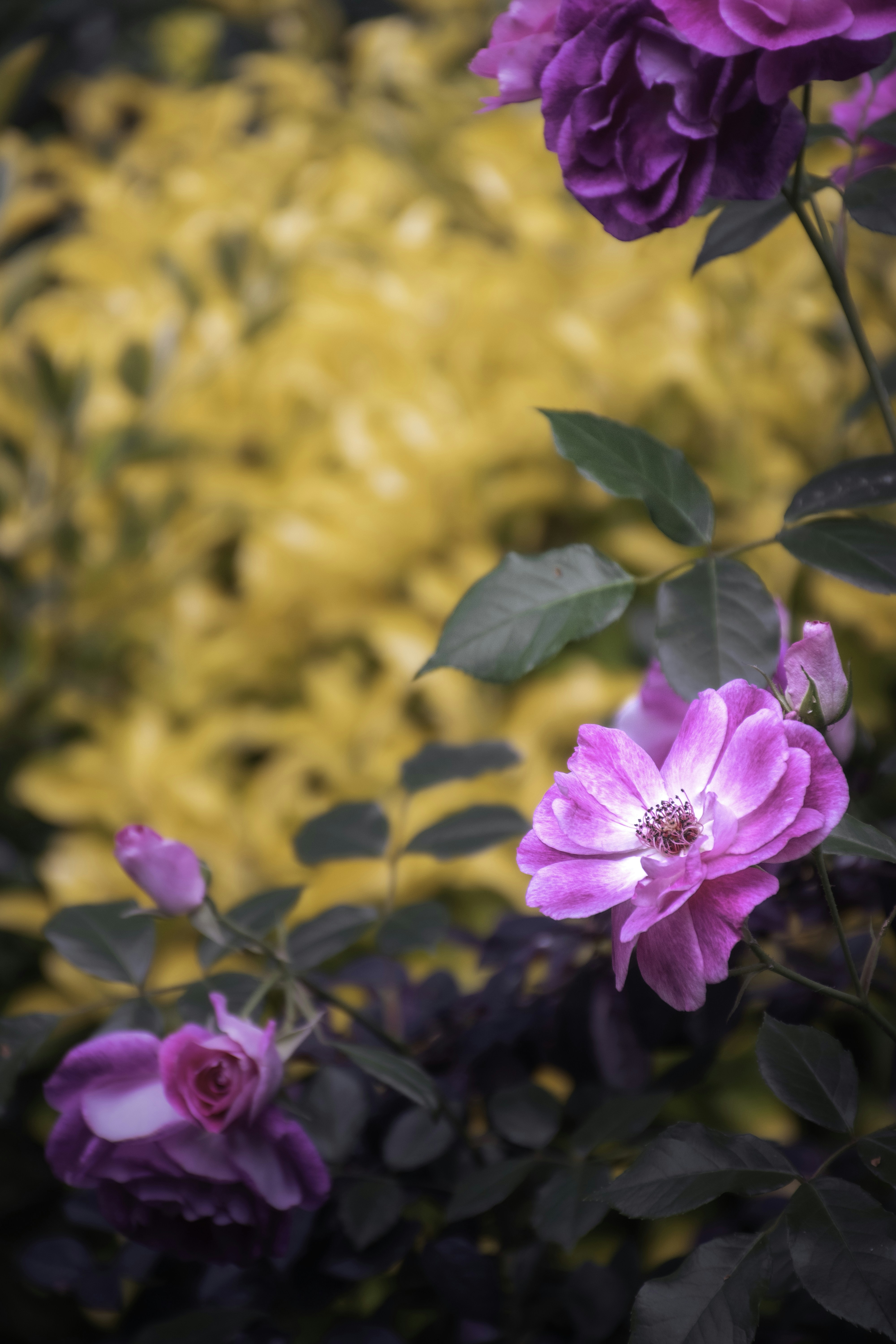 Pink Rose in a Sea of Autumn Gold