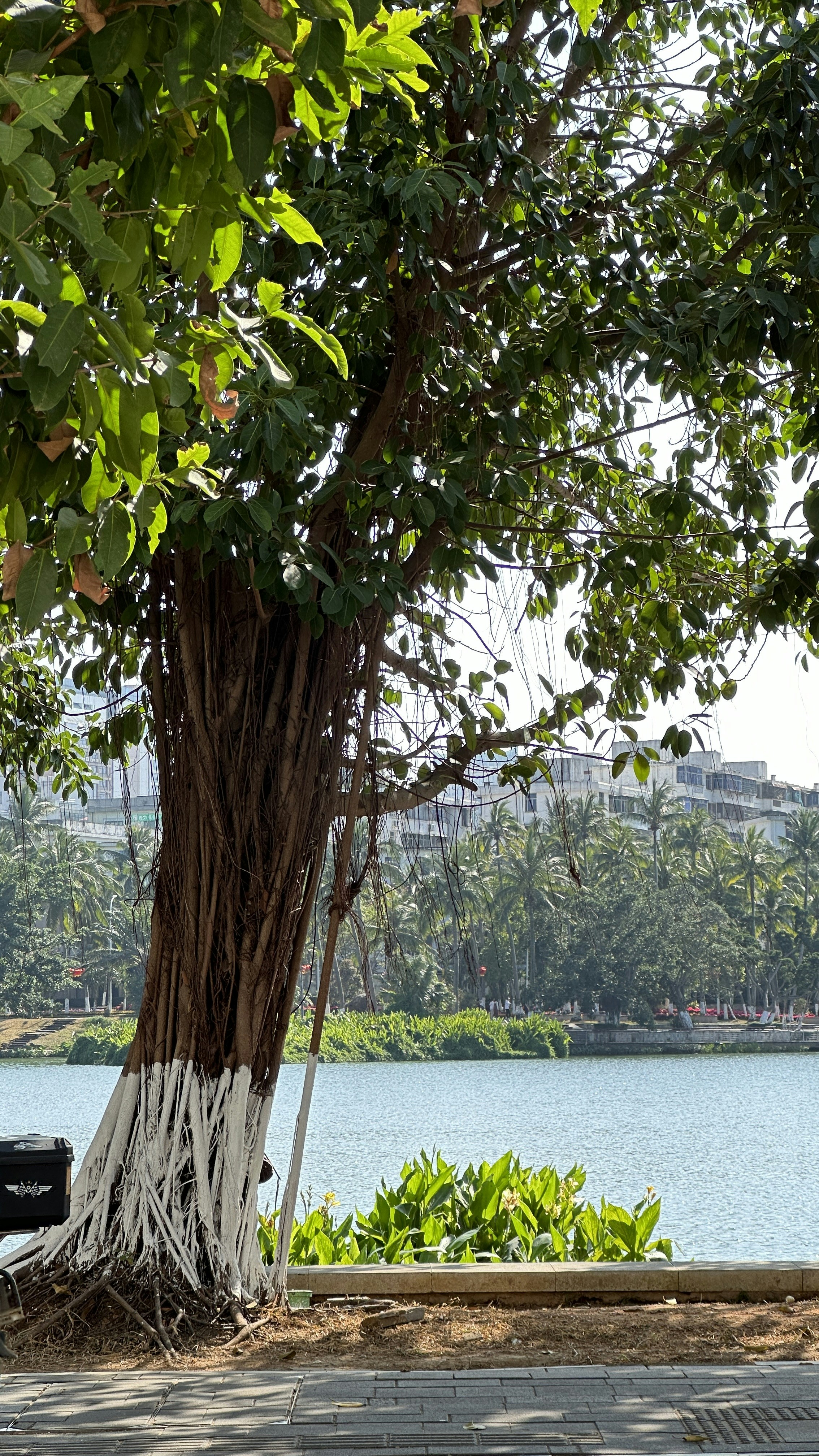 Rooted by the Lake: The Banyan's Painted Trunk and Quiet Riverside