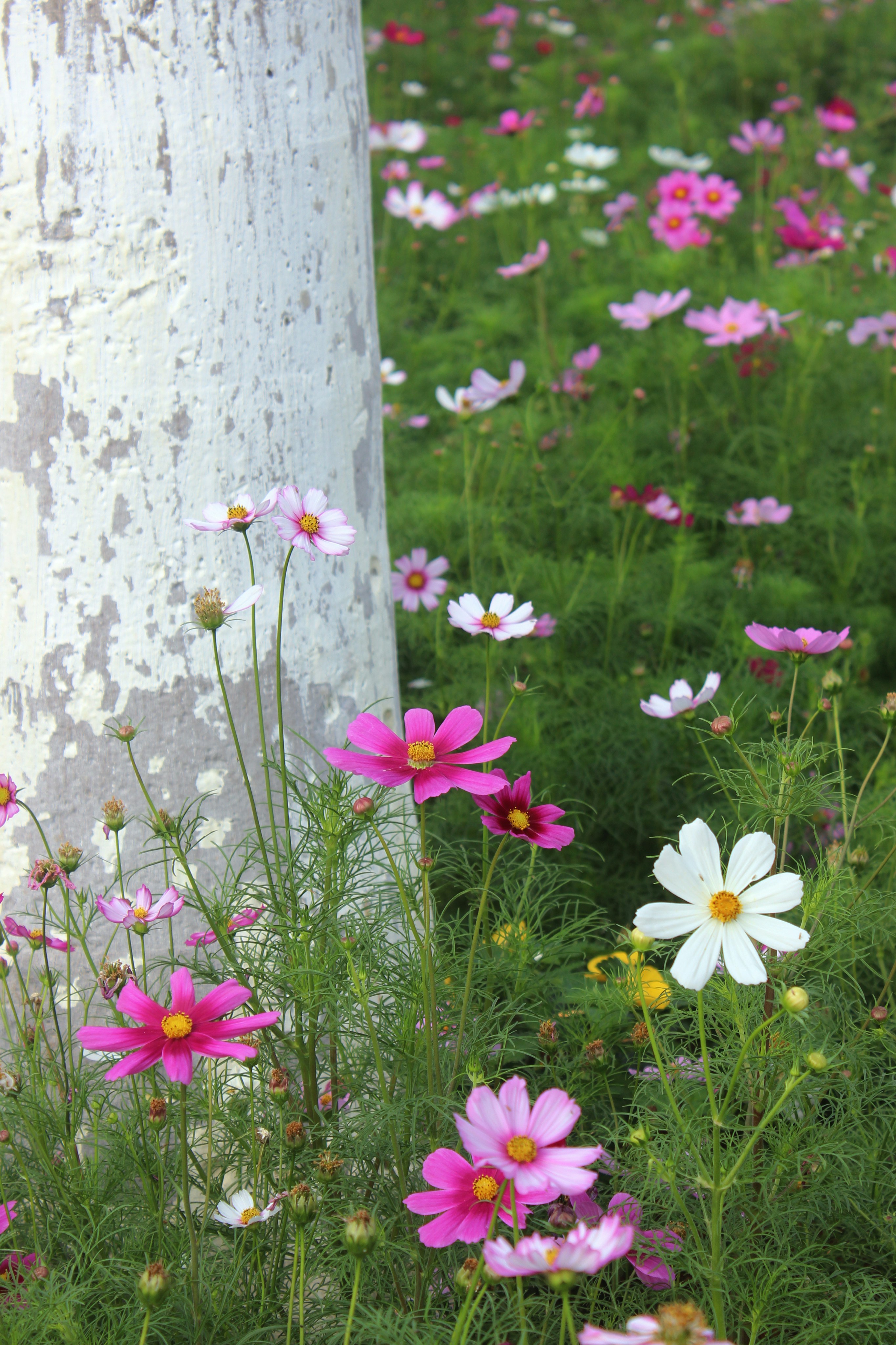 Wildflowers at the Base of a Weathered Trunk