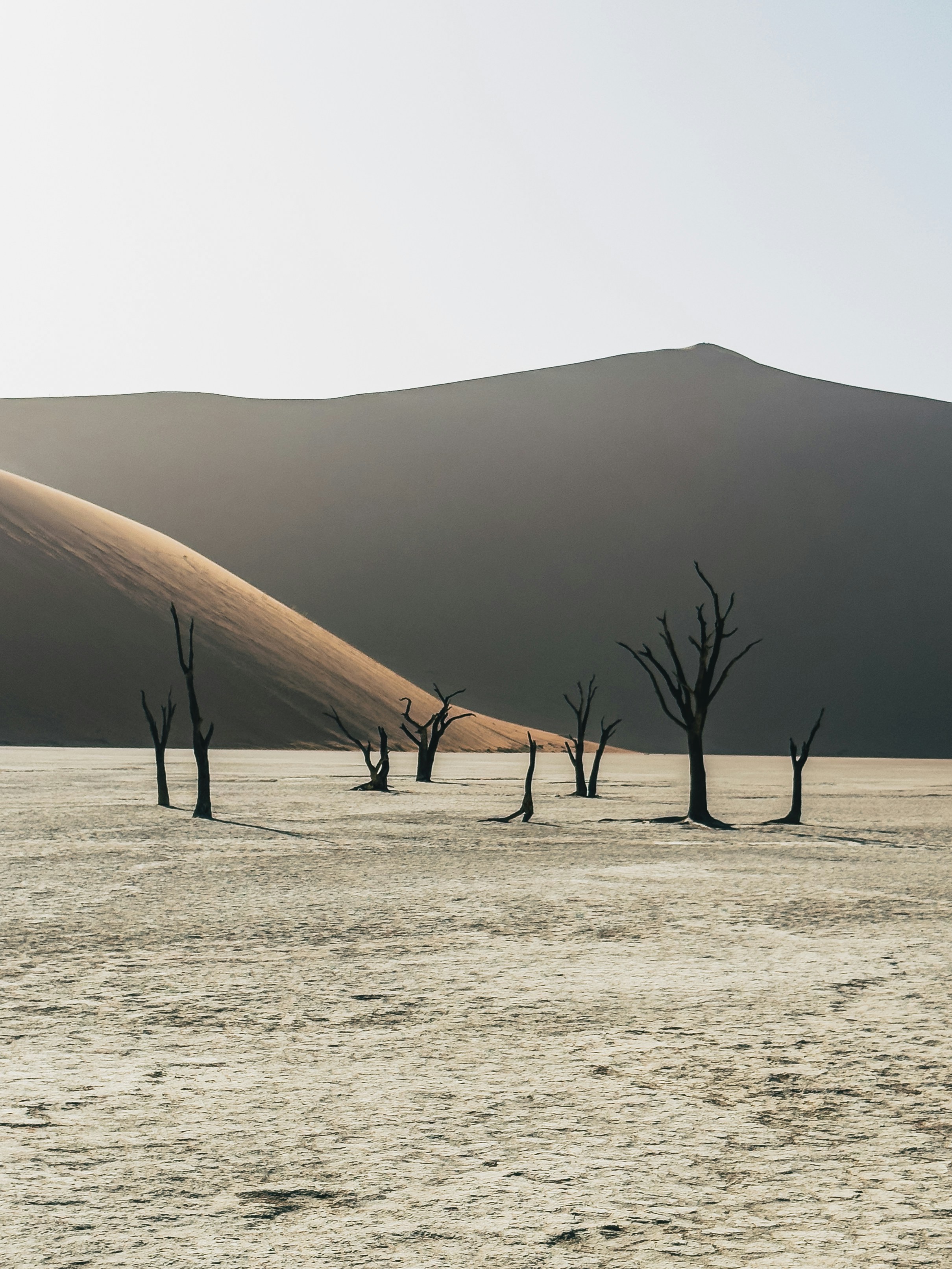 Deserted Dead Pines at Dusk: A Sea of Sand and Silence