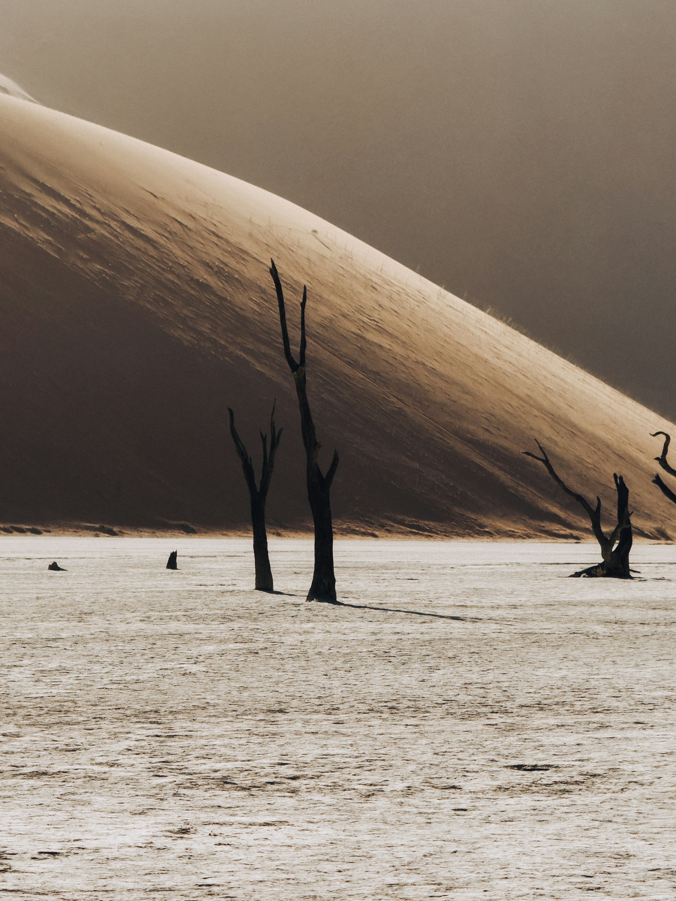 Desolate Tides: Dead Trees Standing on a Brim of Sand and Salt