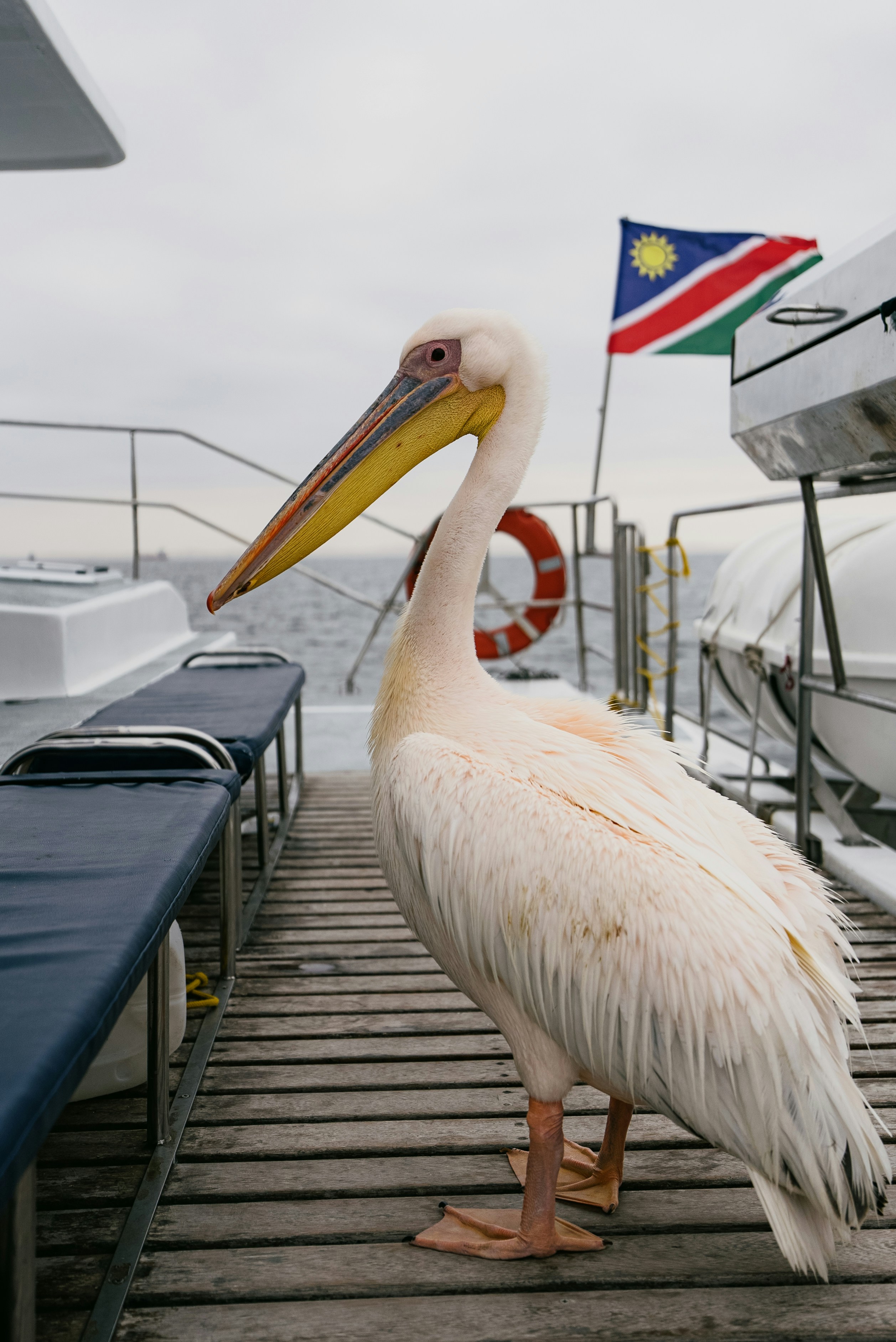 White Pelican on a Dock with Namibian Flag in the Background