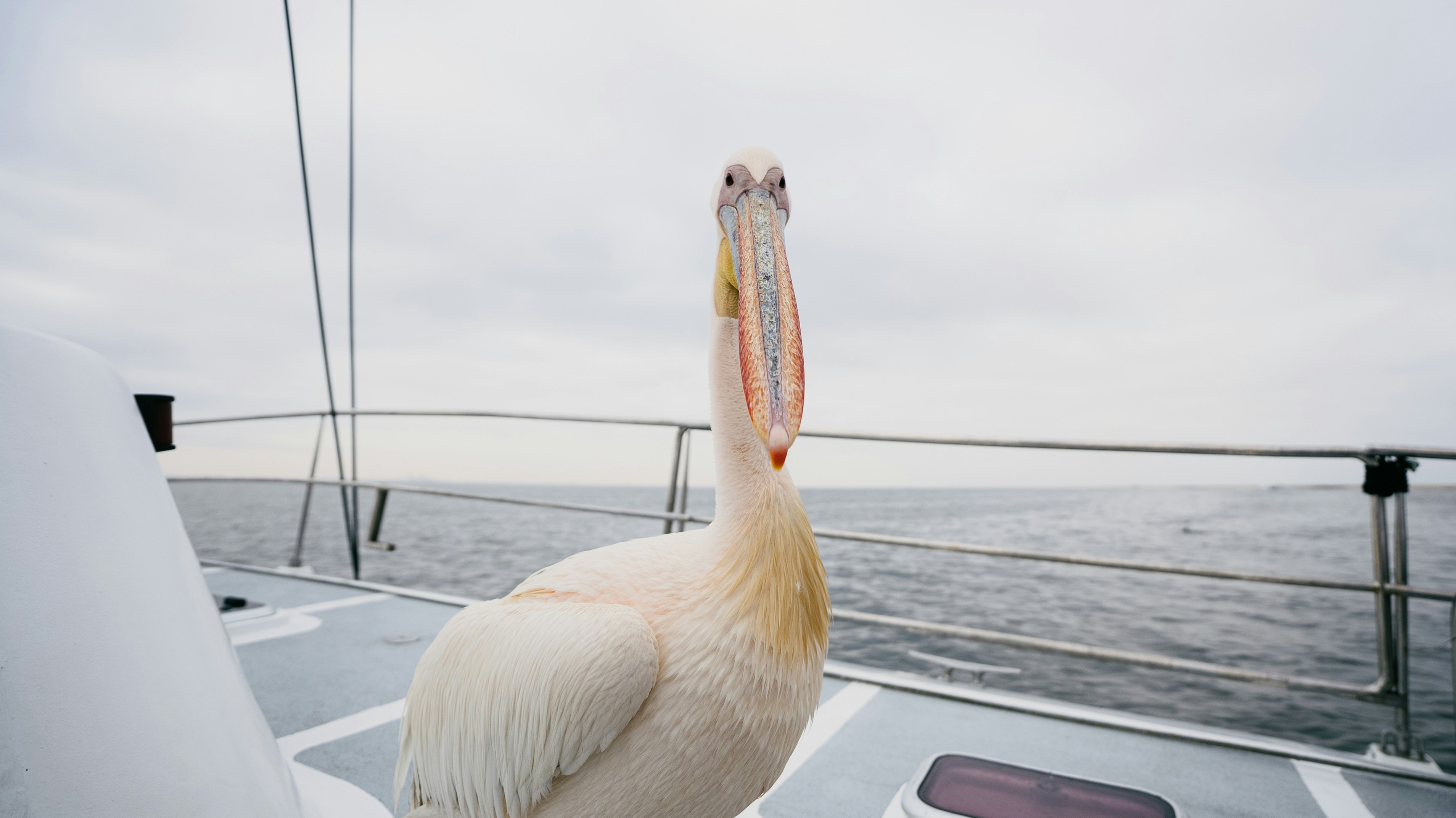 On Deck with a Gape: A Pelican's Curious Gaze