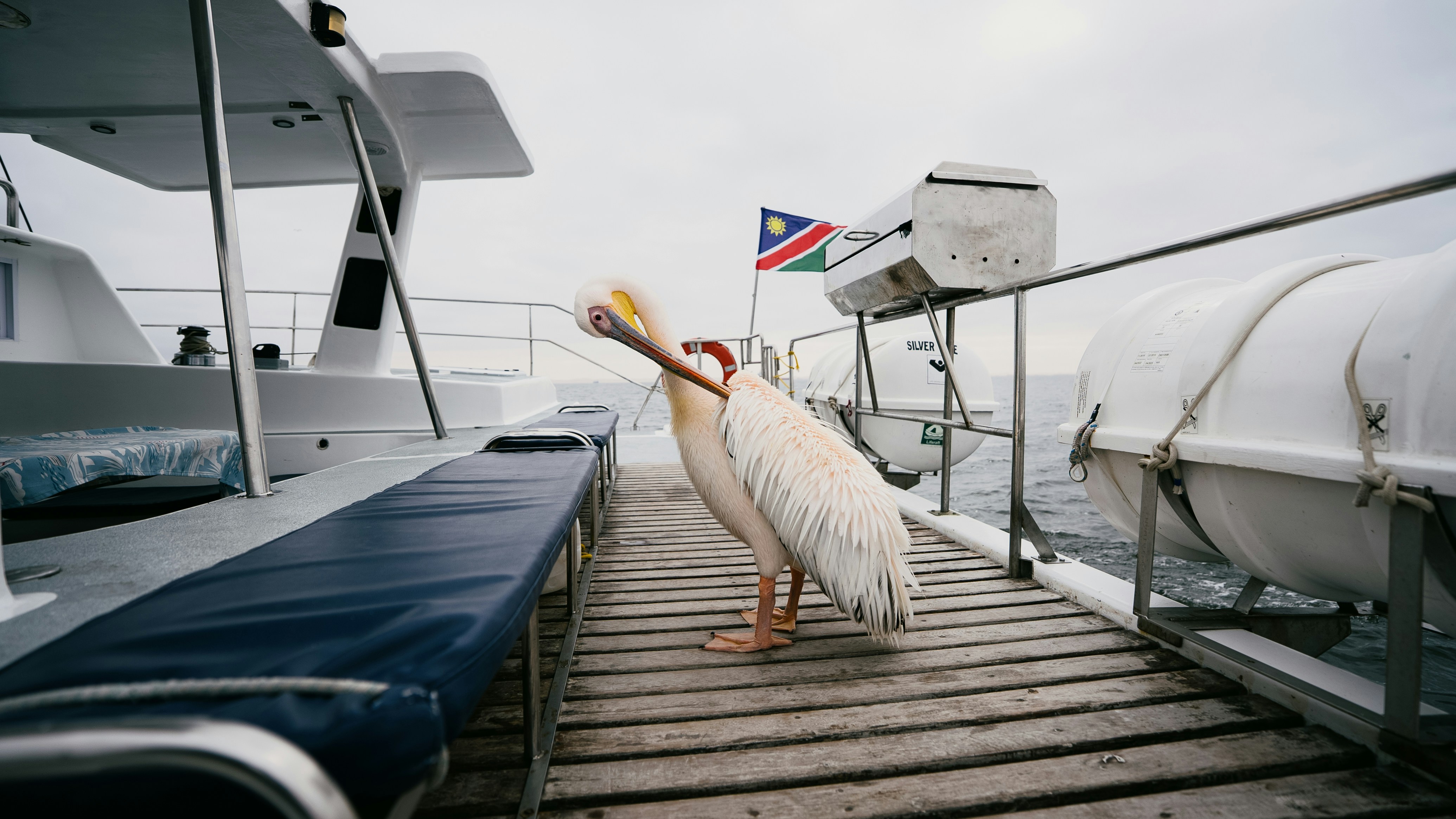 Pelican on the Dock: Quiet Sentinel Between Yachts