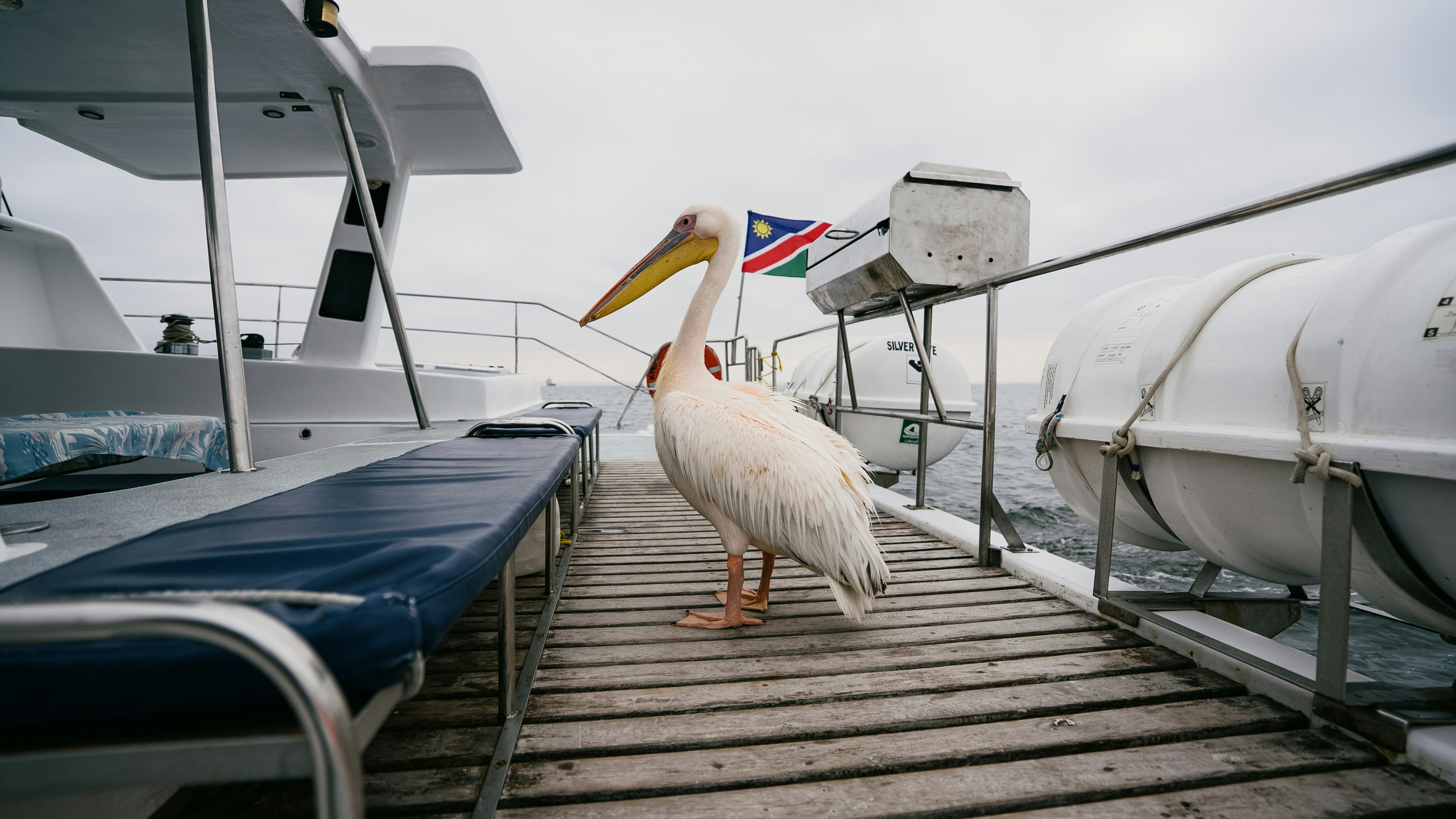 White Pelican on a Marina Gatewalk