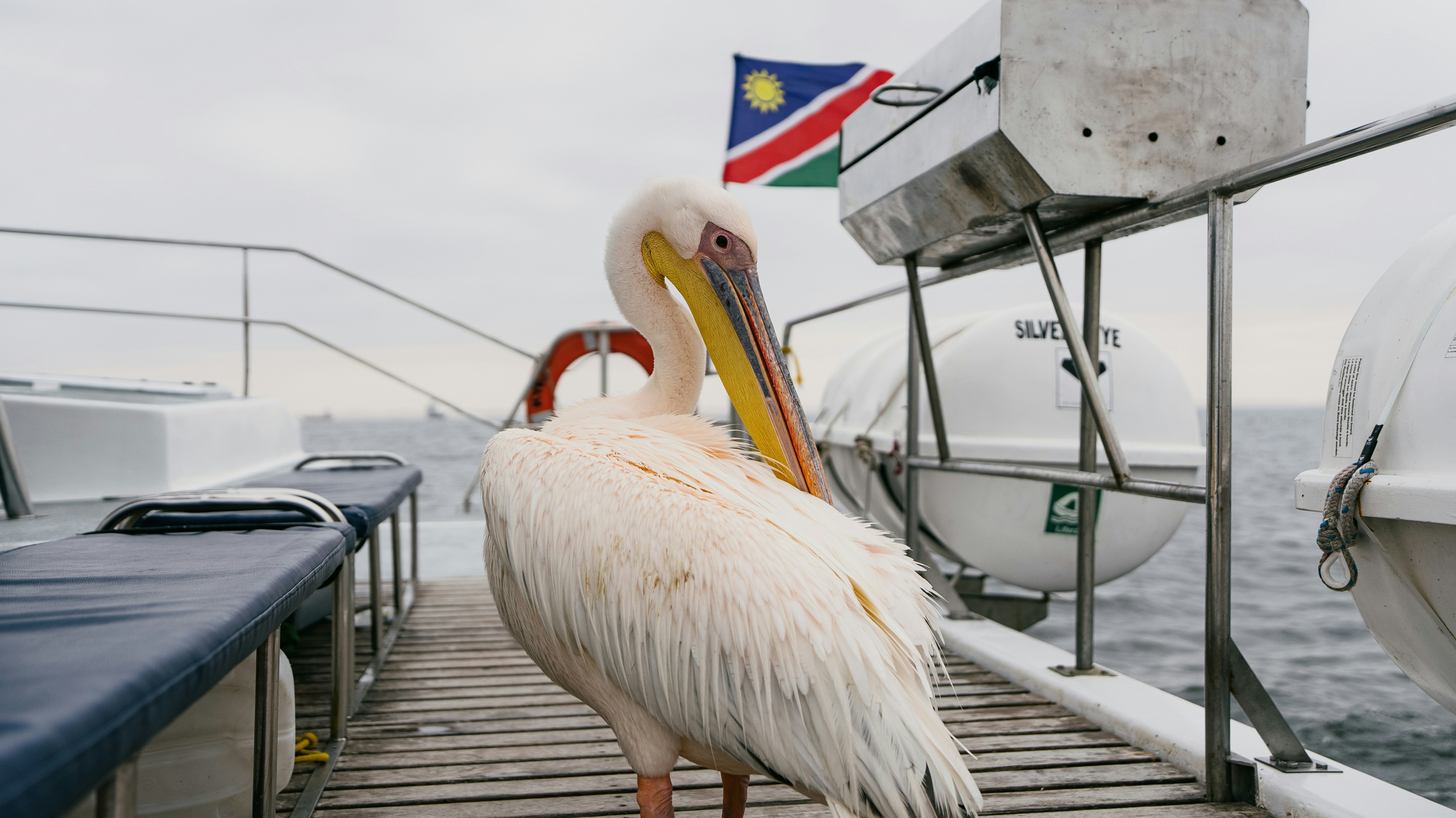 Pelican on a Dock: Portrait of a Seafaring Bird Under a Flag