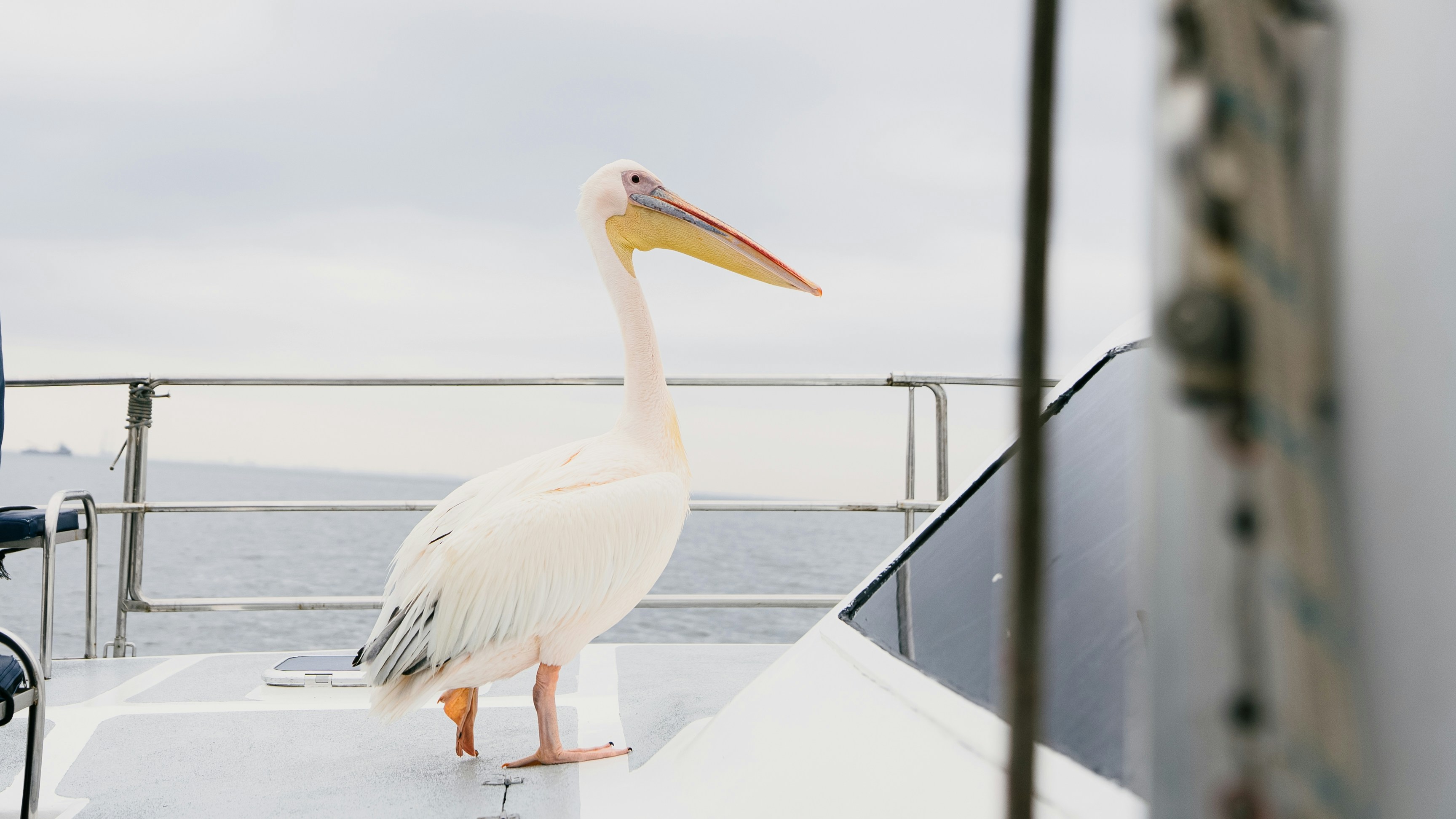 White Pelican on a Boat Deck Against Open Sea