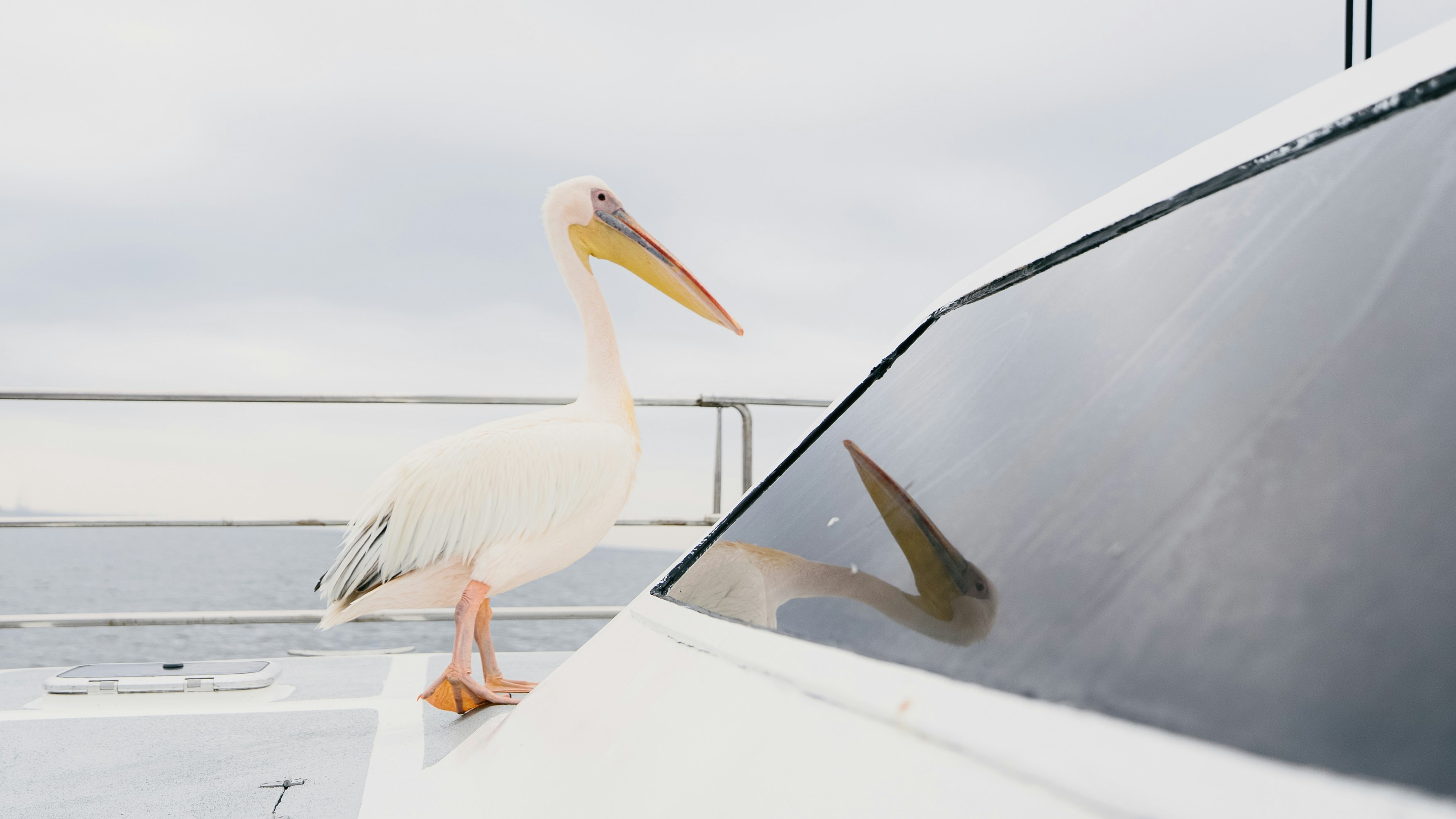 Harbor Pelican on a White Yacht, Watching the Horizon
