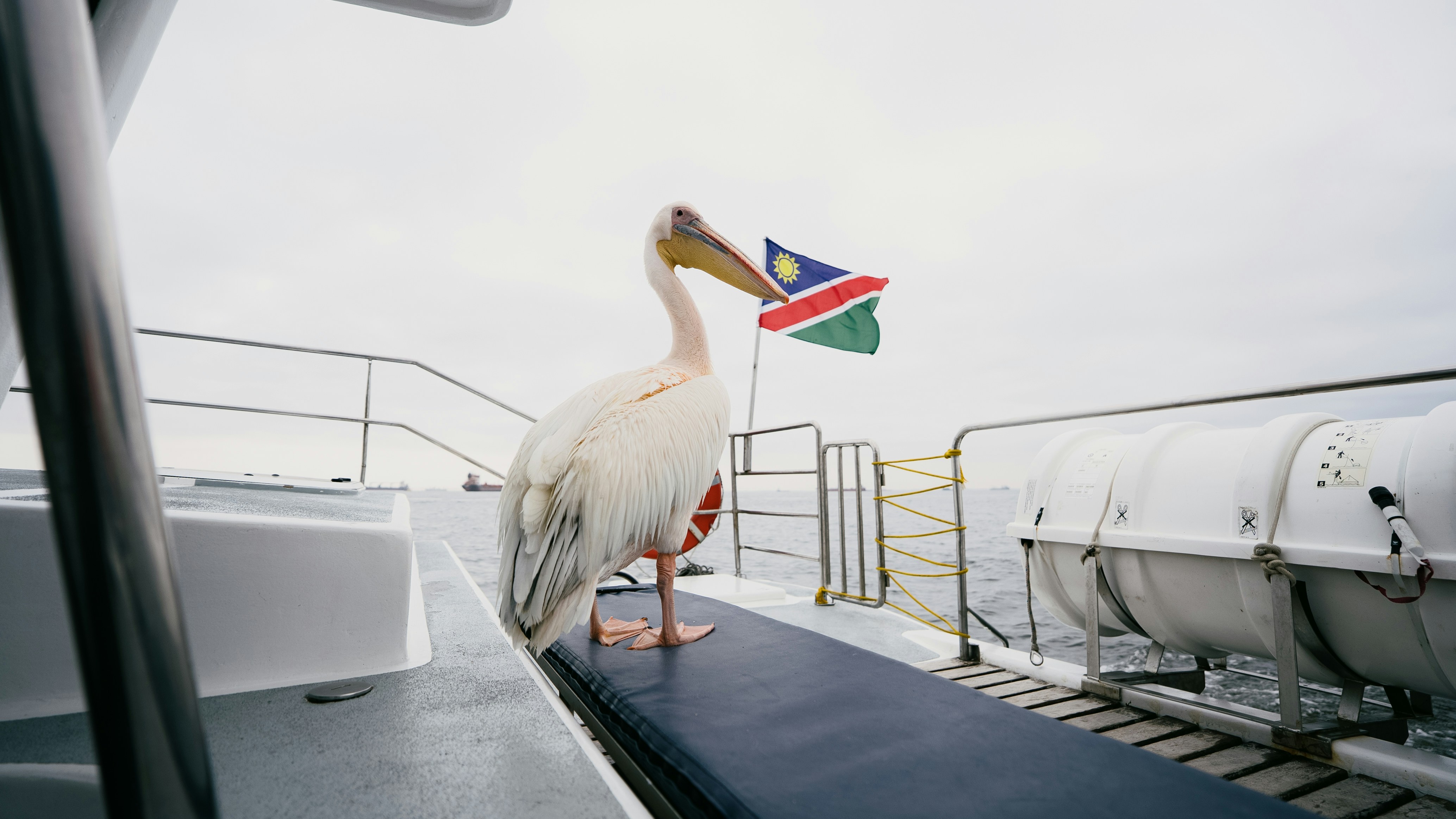 Flag-bearing Pelican on a Ship Deck