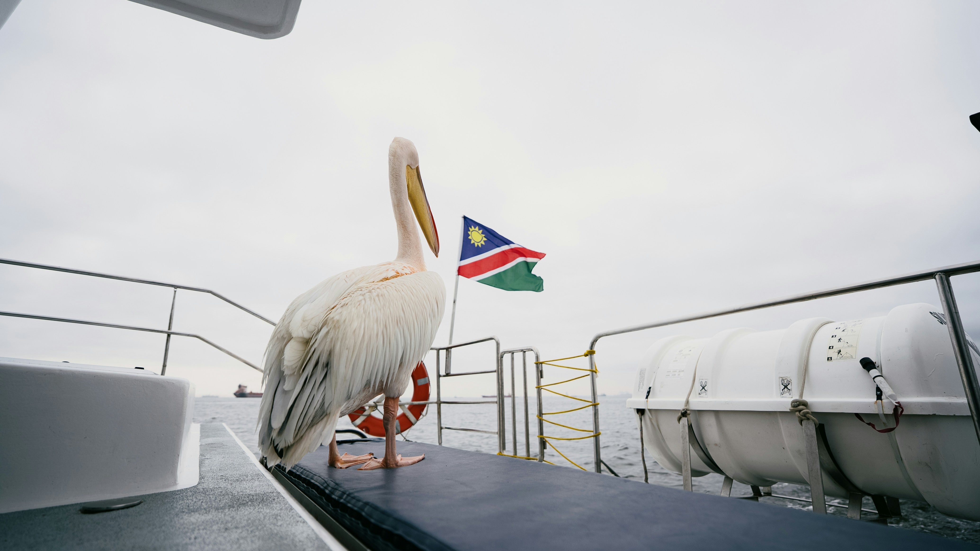 Cape of a Flag-Flagship: A Pelican's Post on a Quiet Deck
