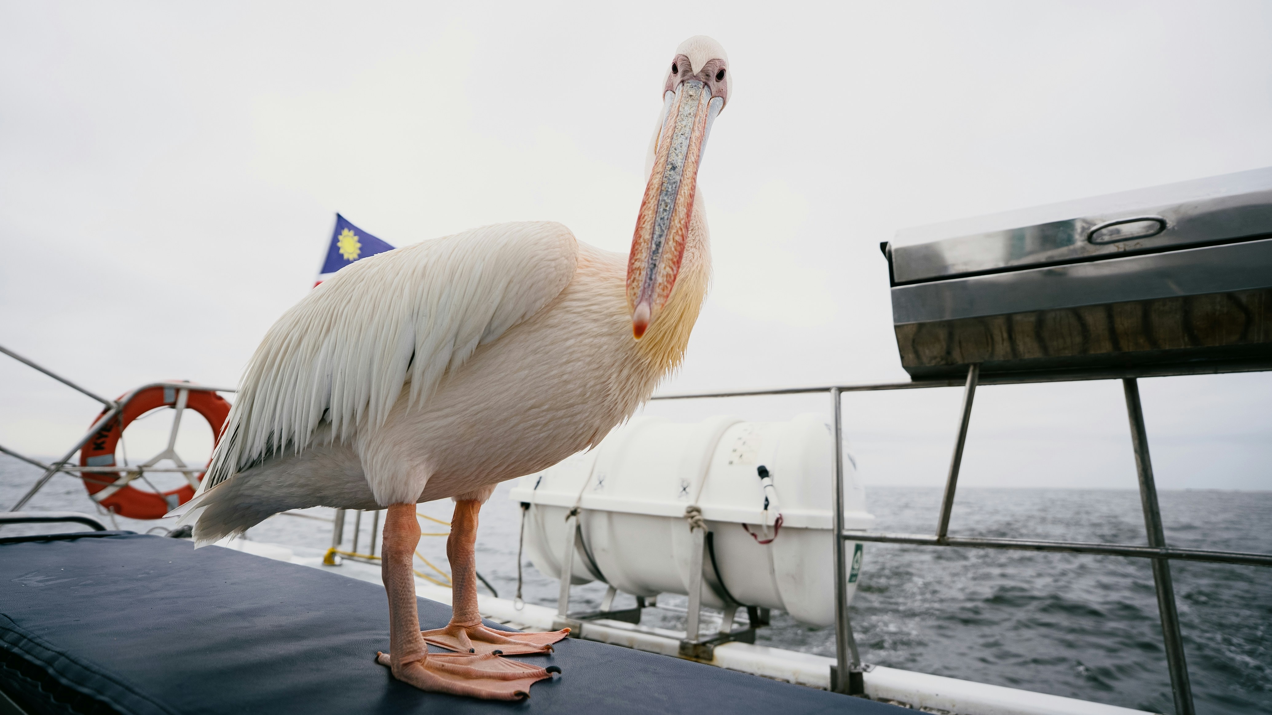 Stalwart Pelican on the Rails: A Sea-Wacing Gaze