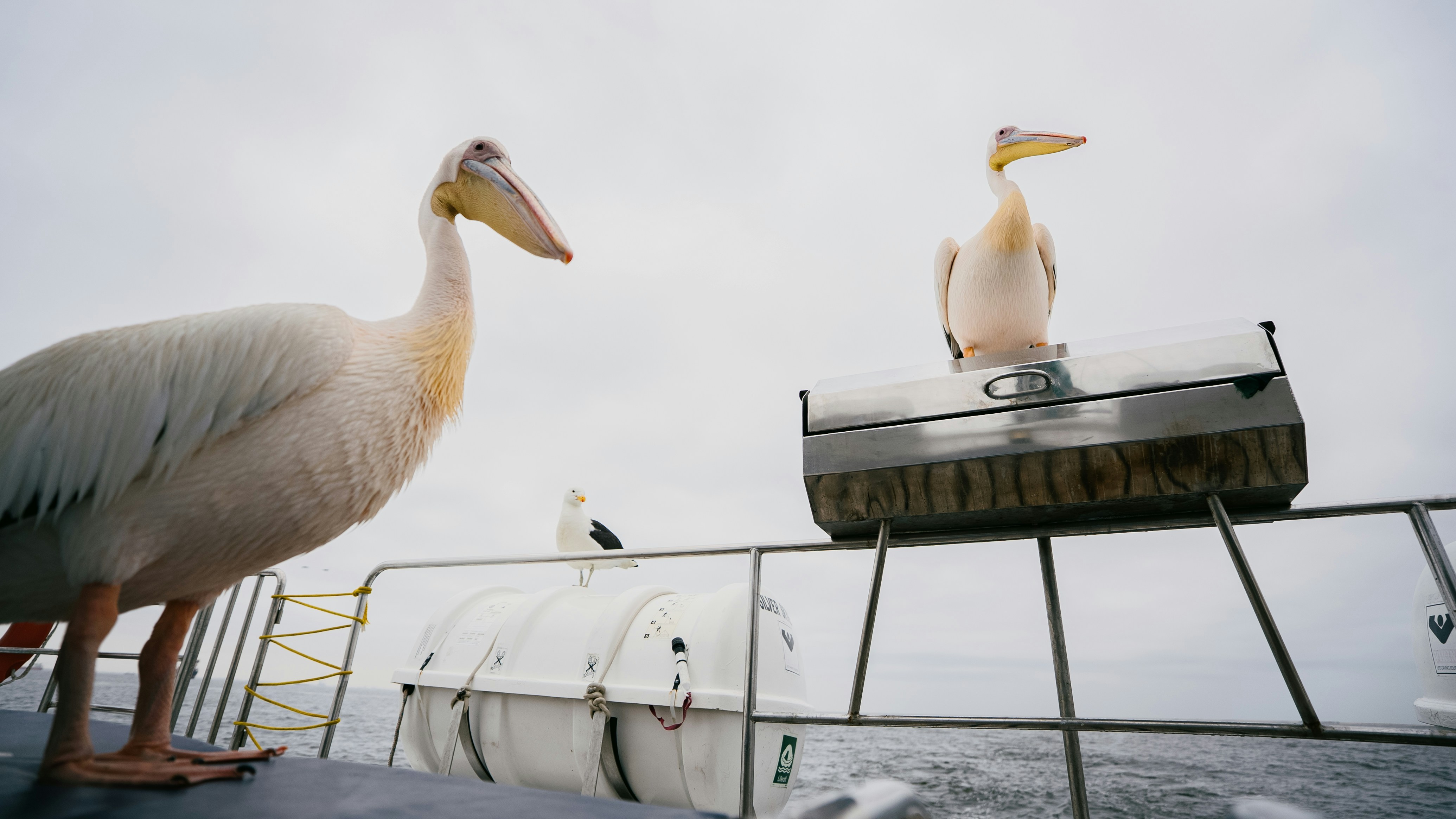 Seabirds on a Quiet Deck: A Moment of Watchful Gaze