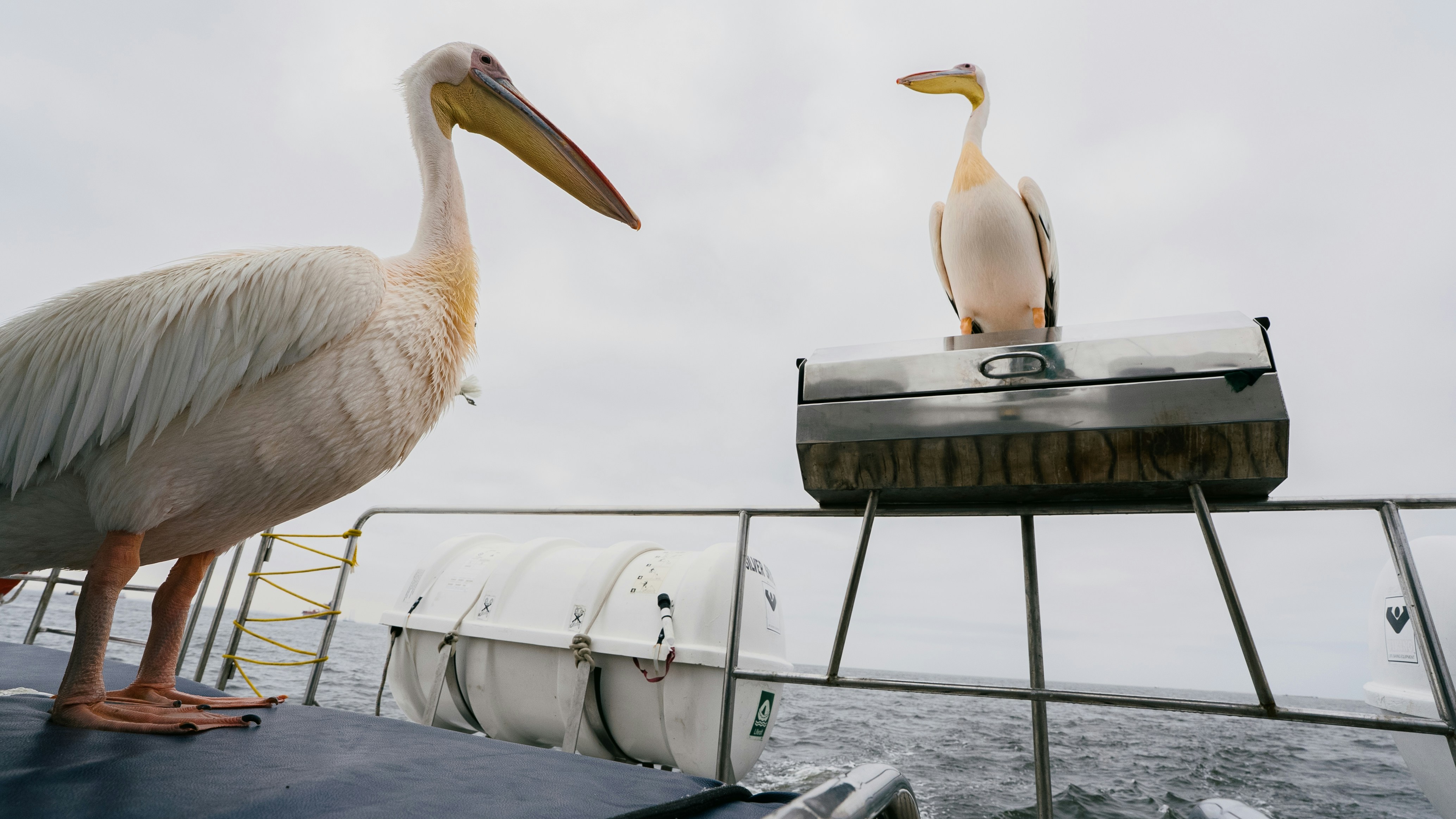Standoff at Sea: A Seabird Meeting on a Weathered Deck