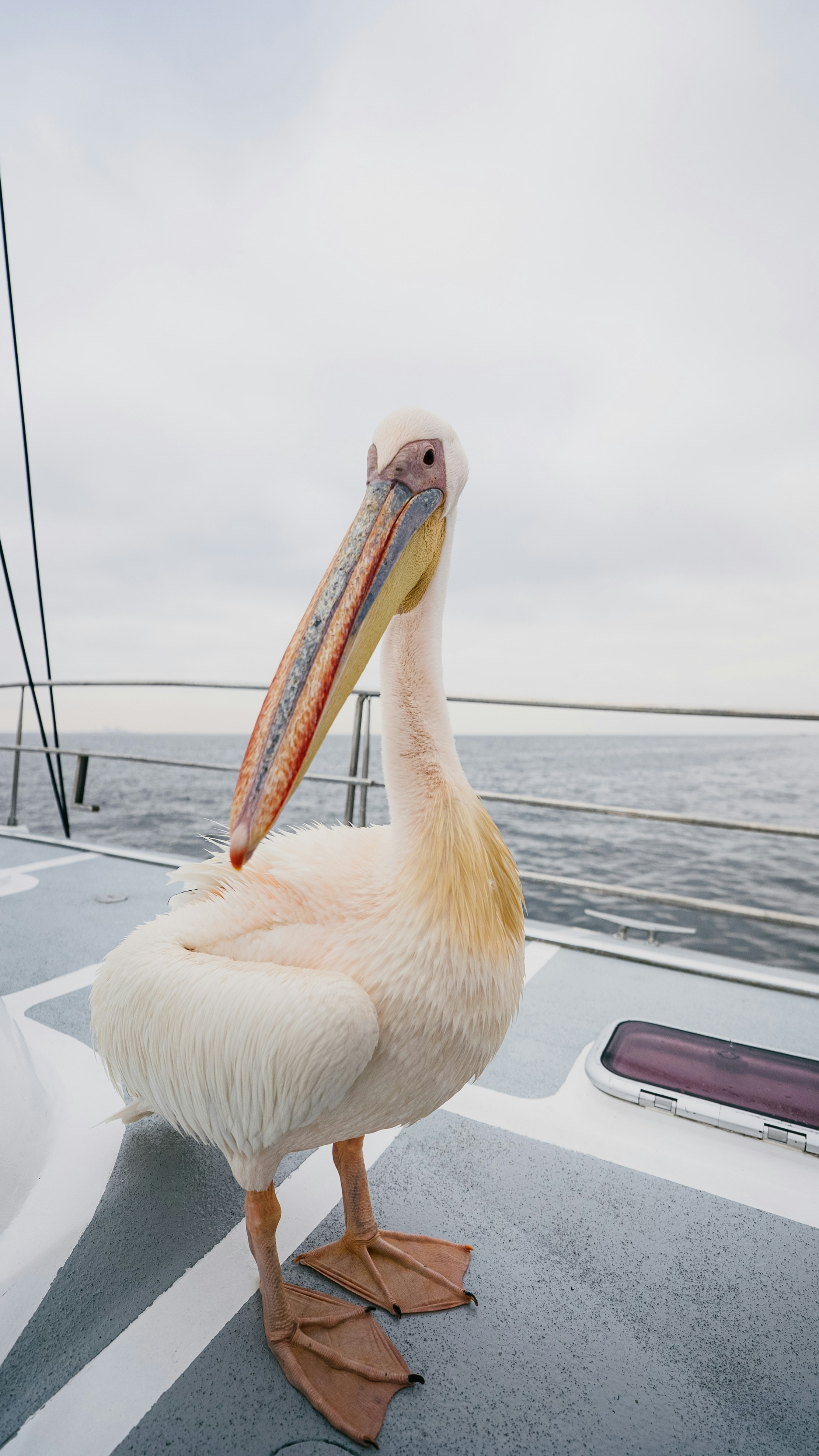 Standby on Deck: A Pelican Posed Against Open Ocean