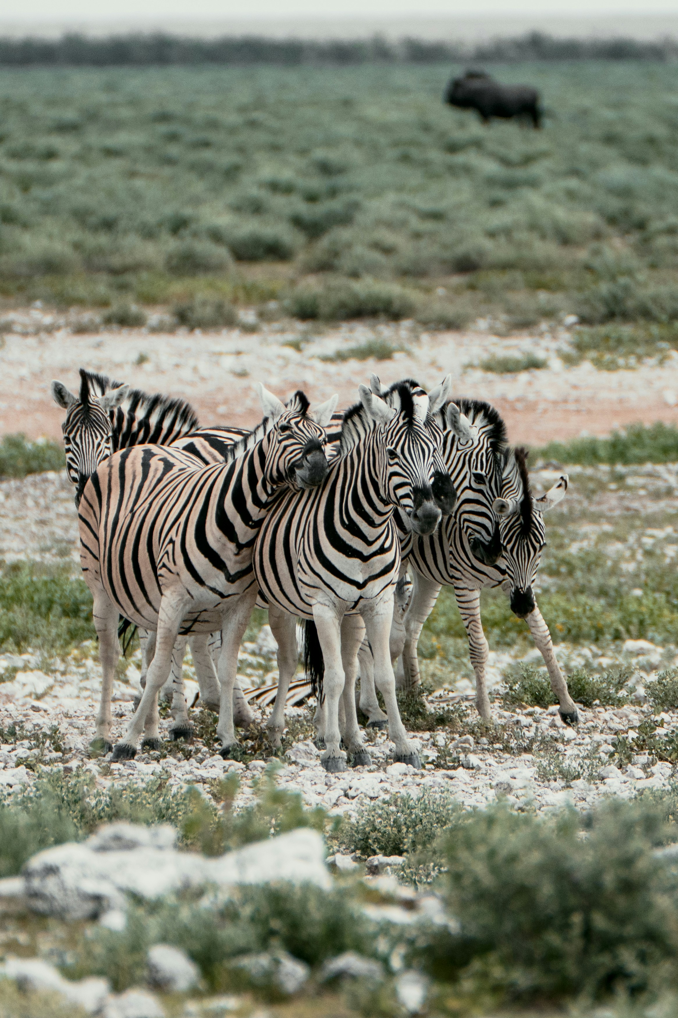 Zebras at the Edge of the Plain