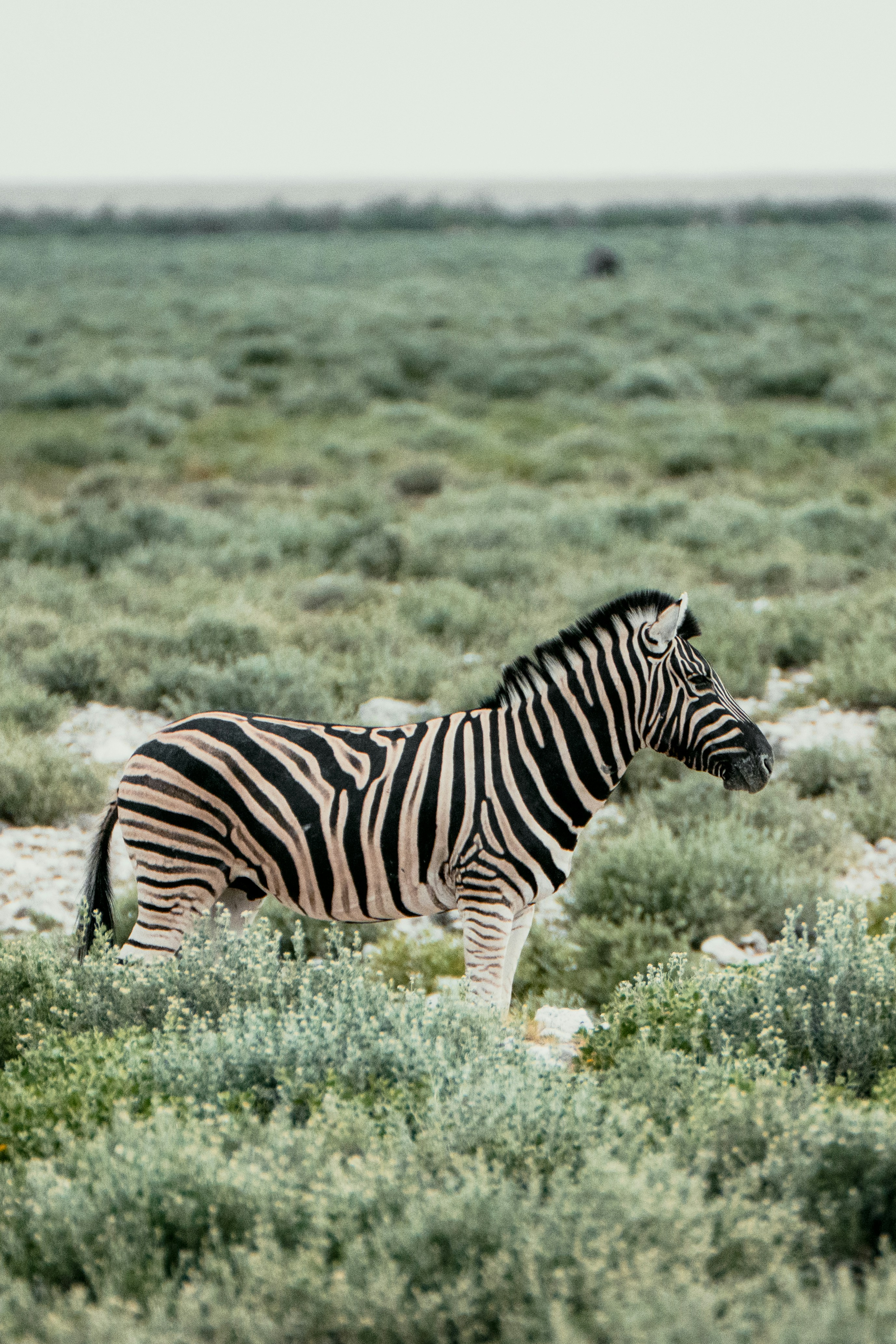 Zebra on a Scrubland Run