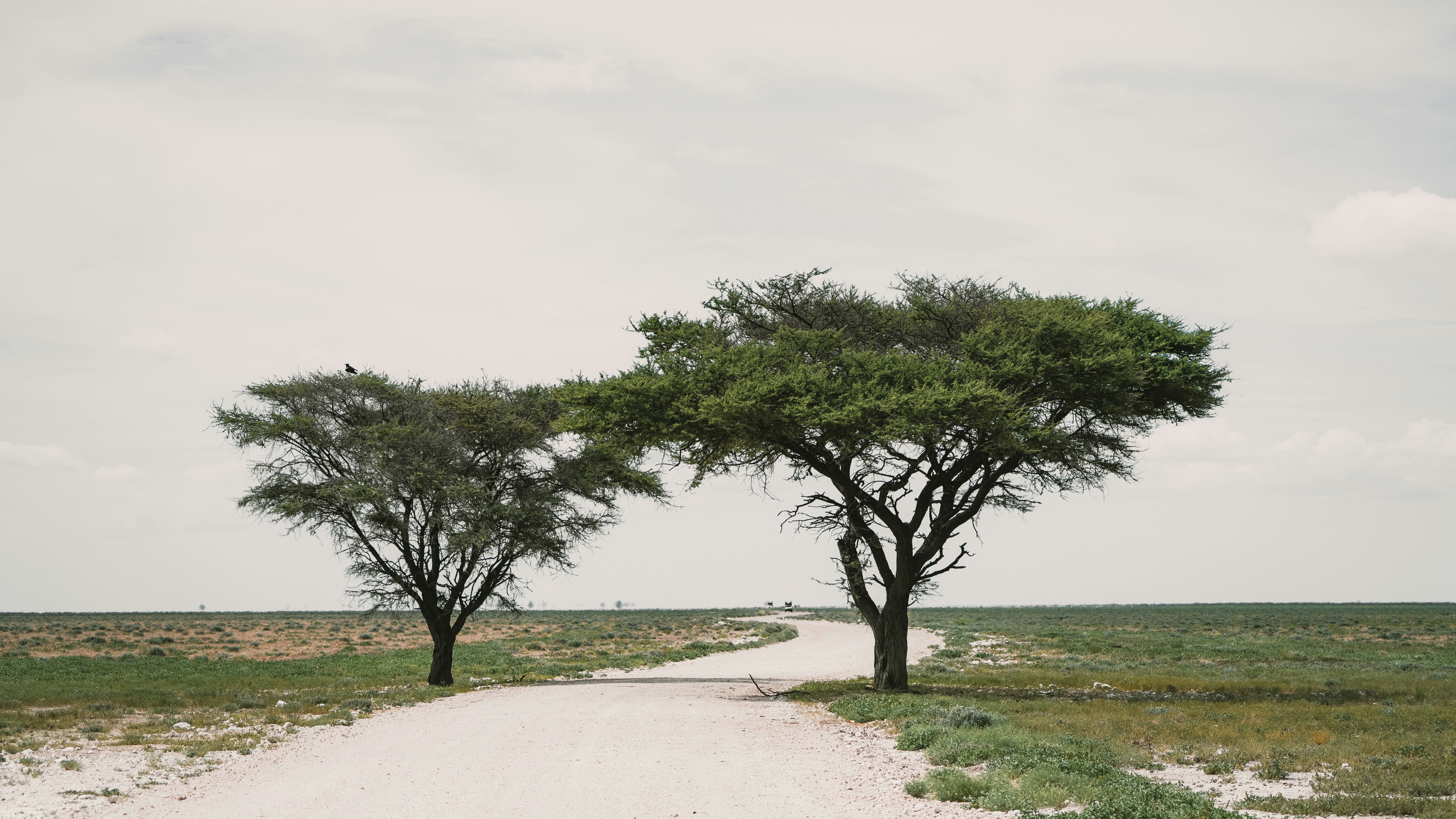 Two Guardians on a Distant Road