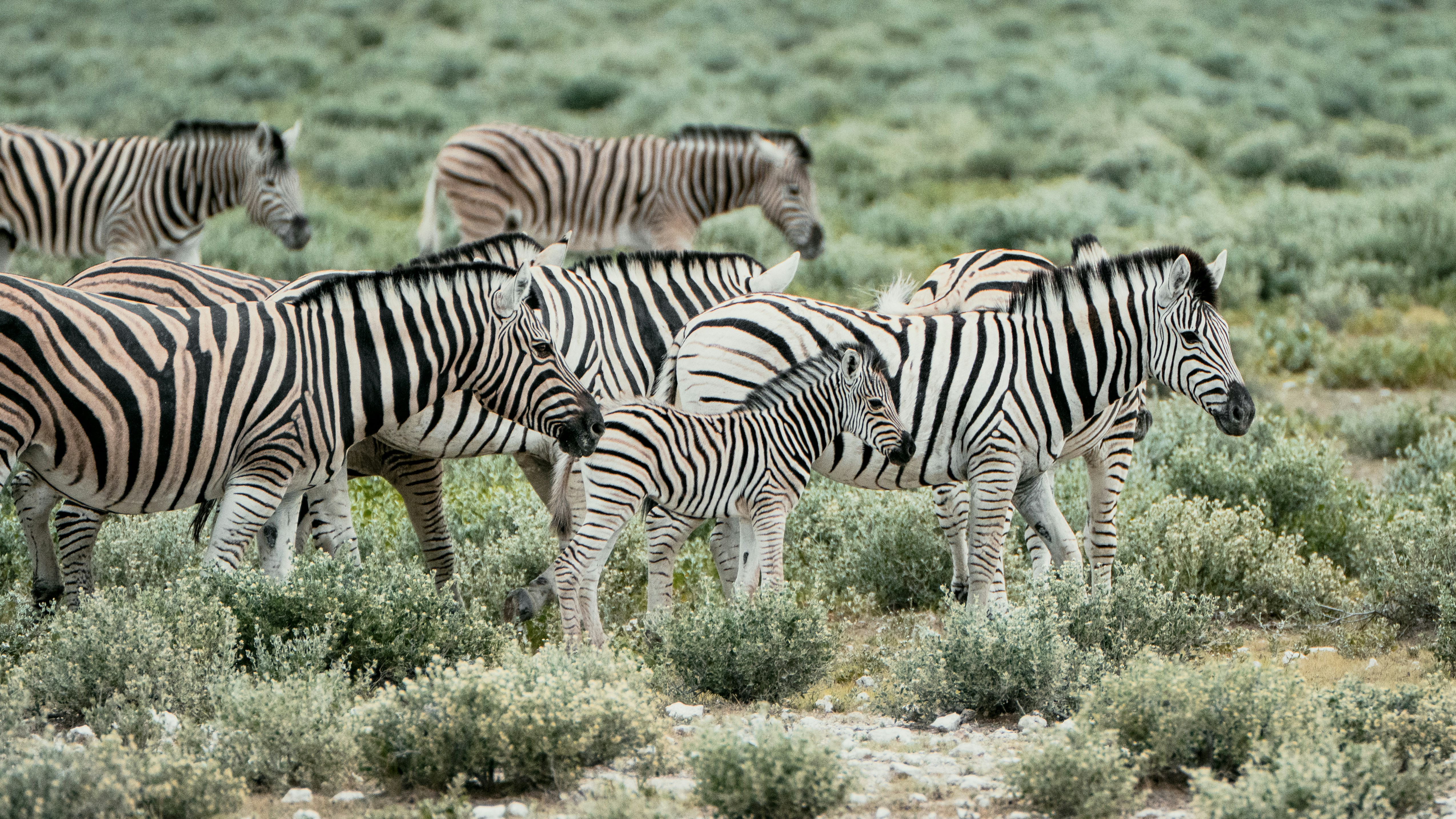 Herd of Zebras in a Brushy Grassland
