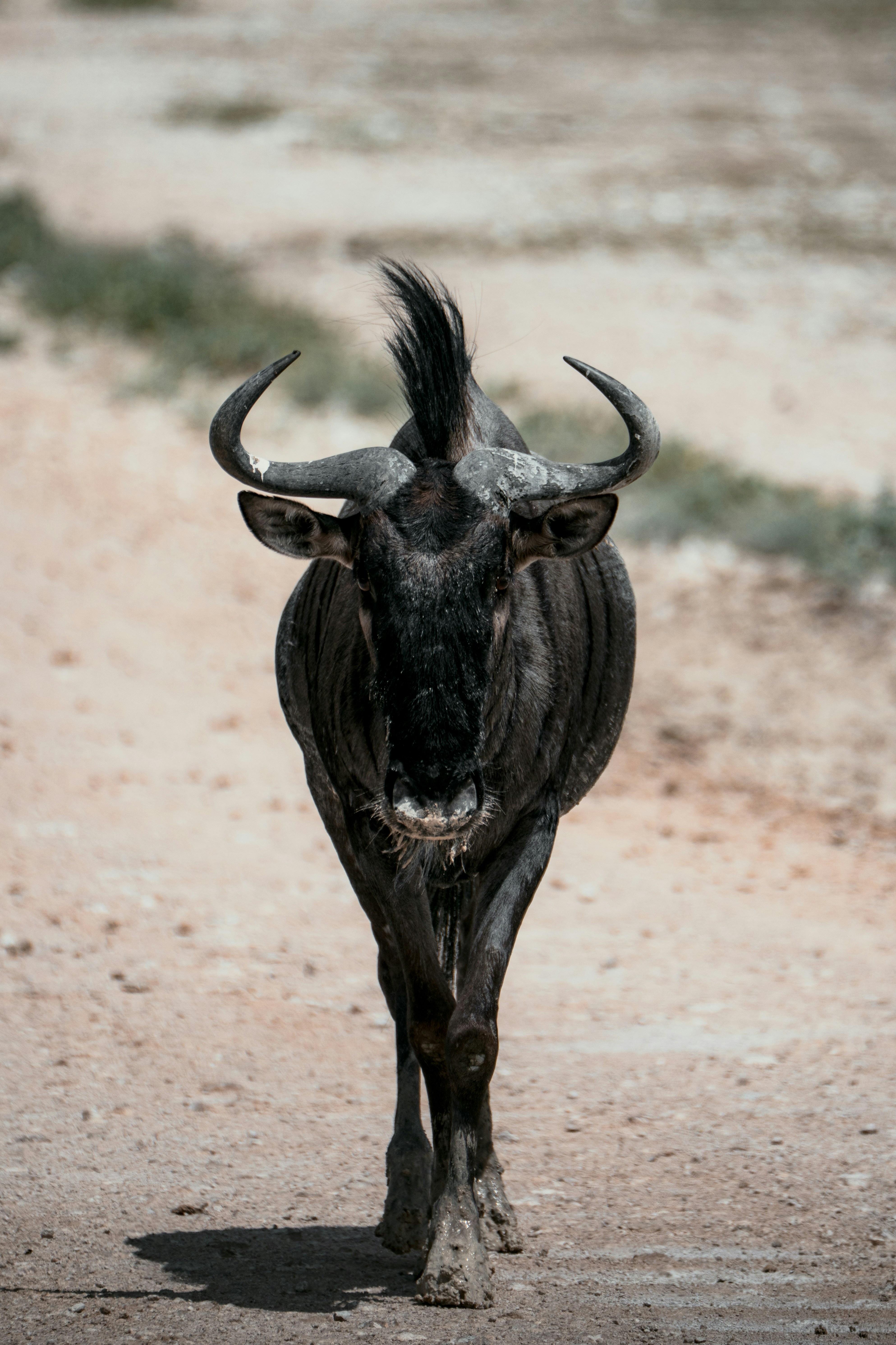 Charging Across the Dust: A Black Wildebeest in Focus