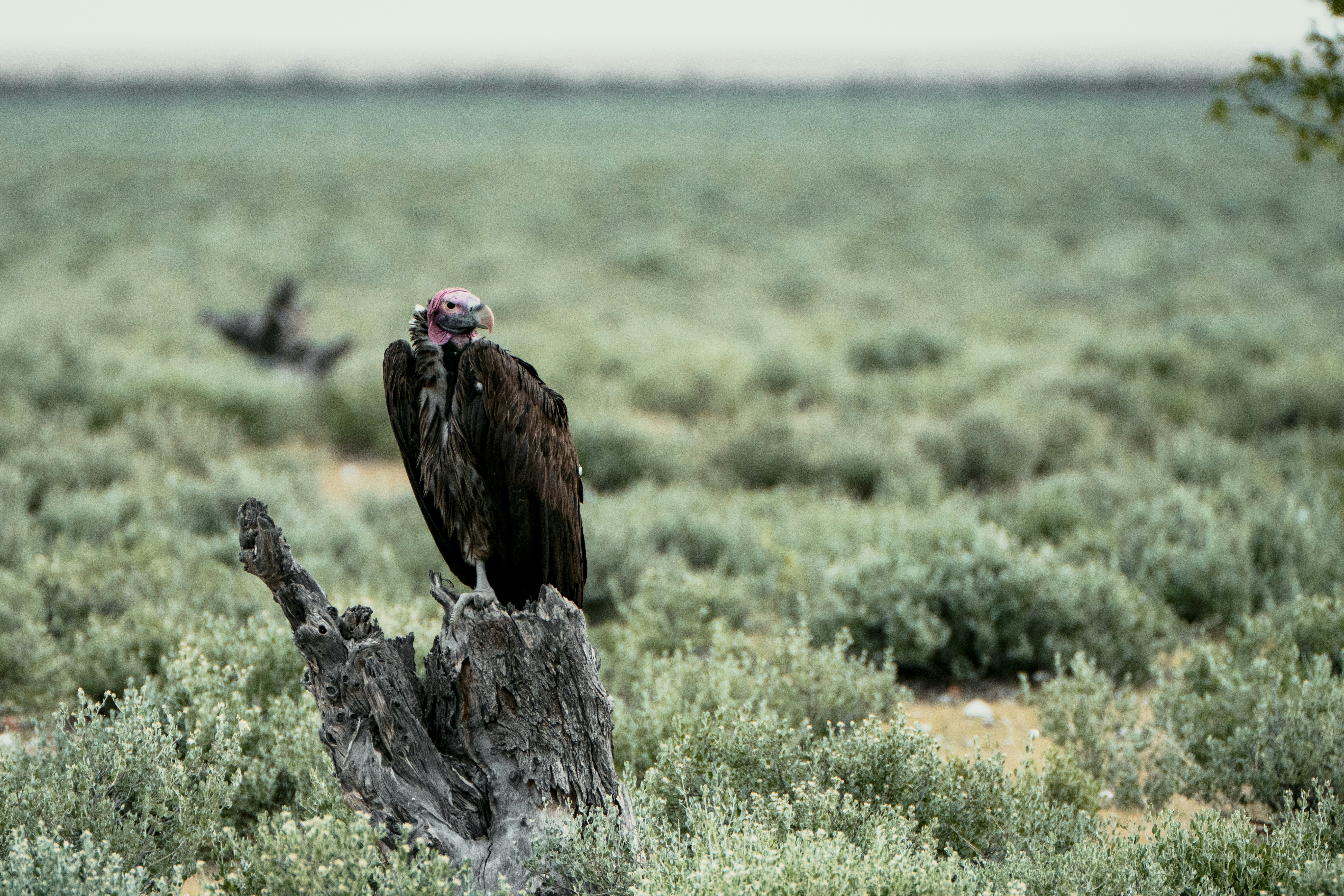 Vulture on a Weathered Stump: Lone Sentinel of the Coastal Heath