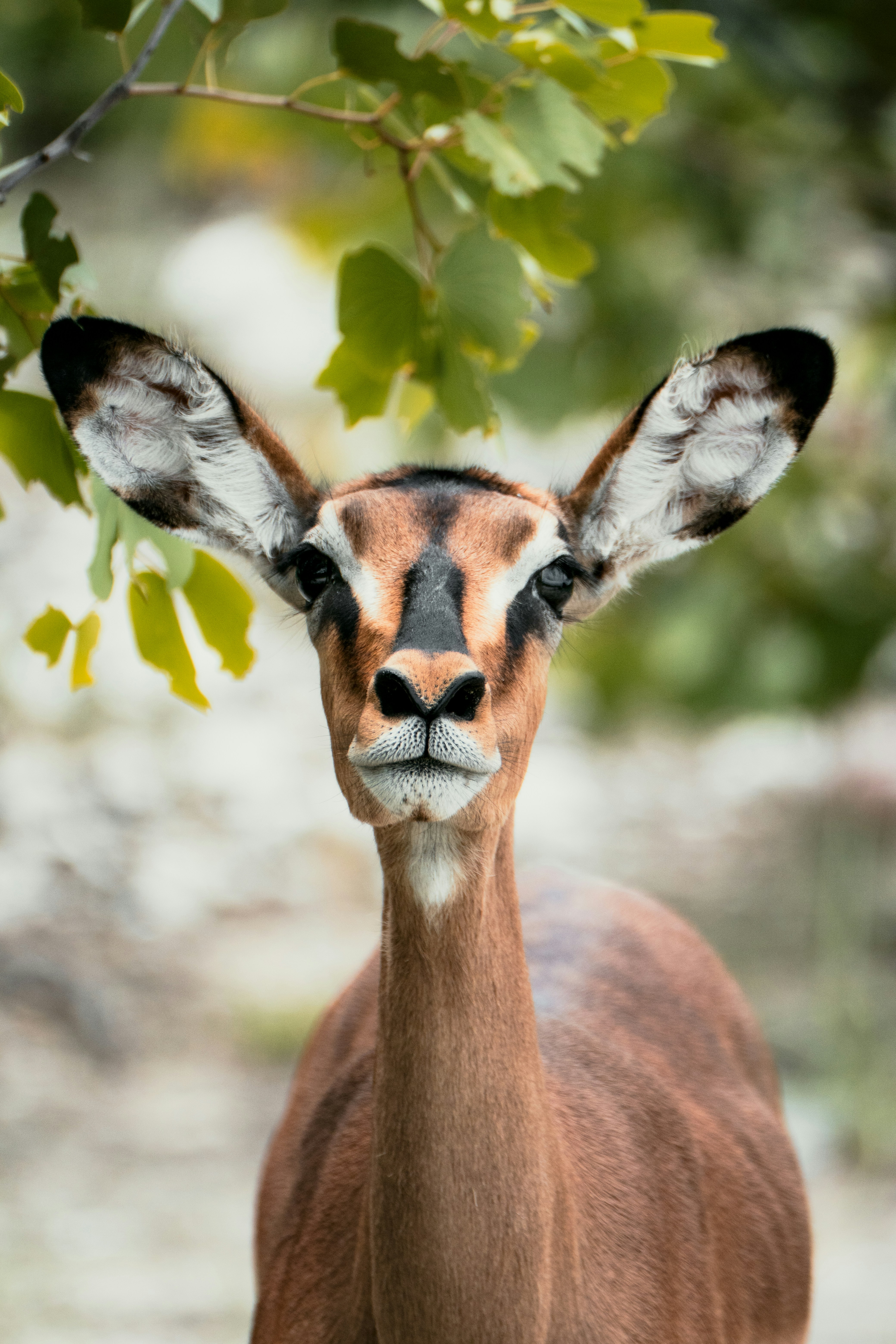 Curious Gaze: A Deer’s Portrait Beneath Green Canopy