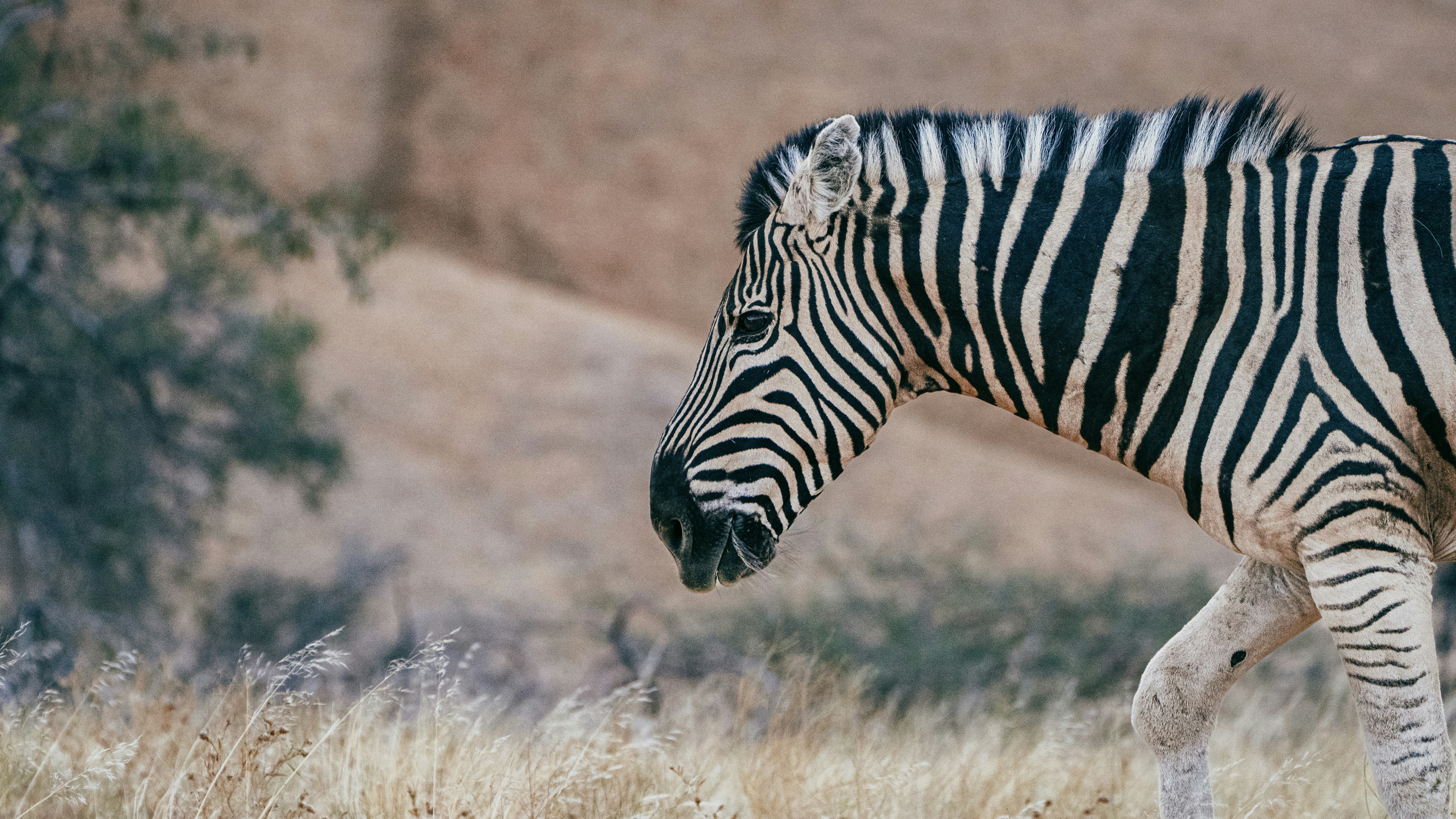 Zebra in profile: grazing step-lit silhouette beside a sunlit savanna