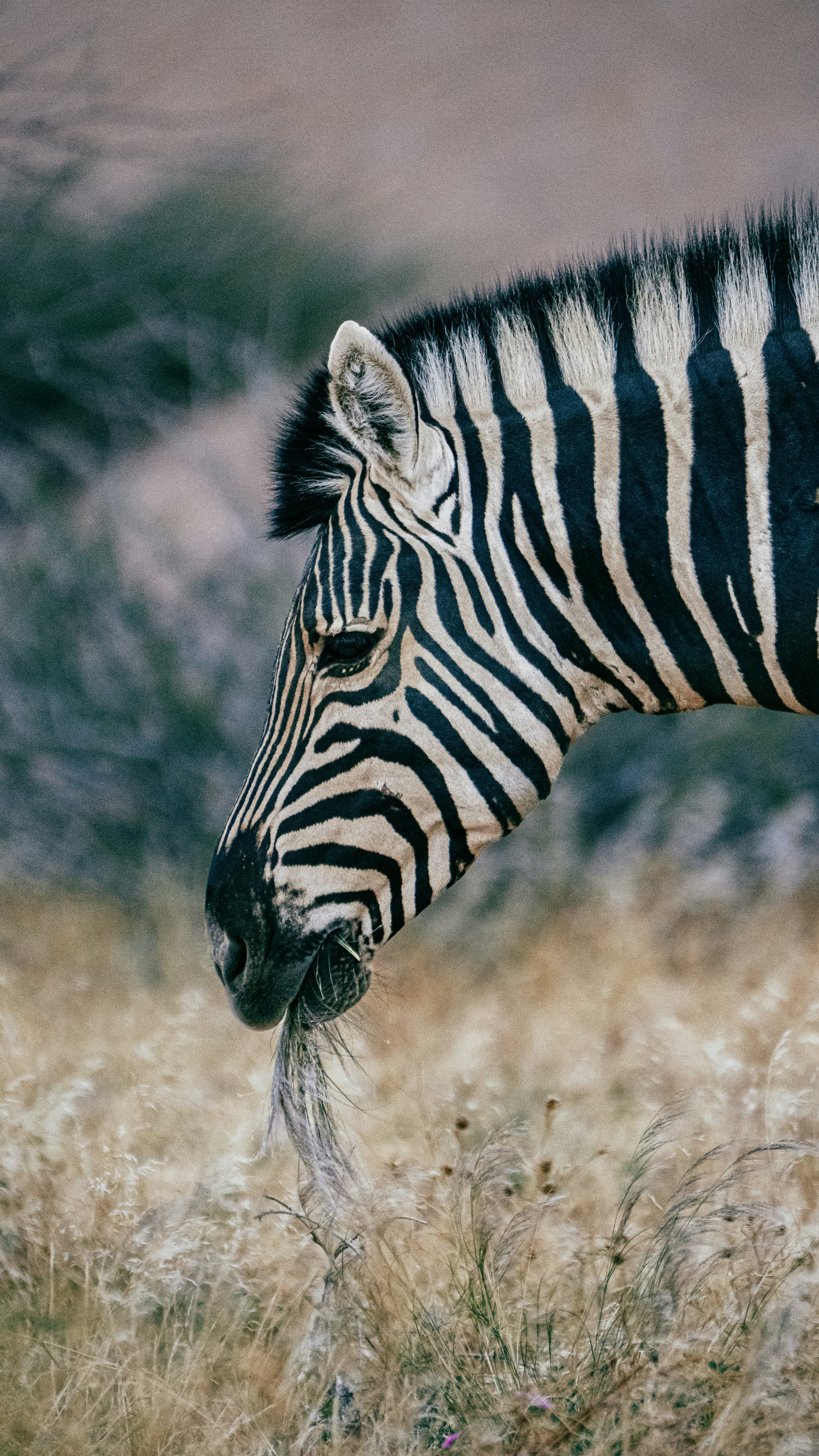 Zebra in sunlit Savanna—stripes and stillness