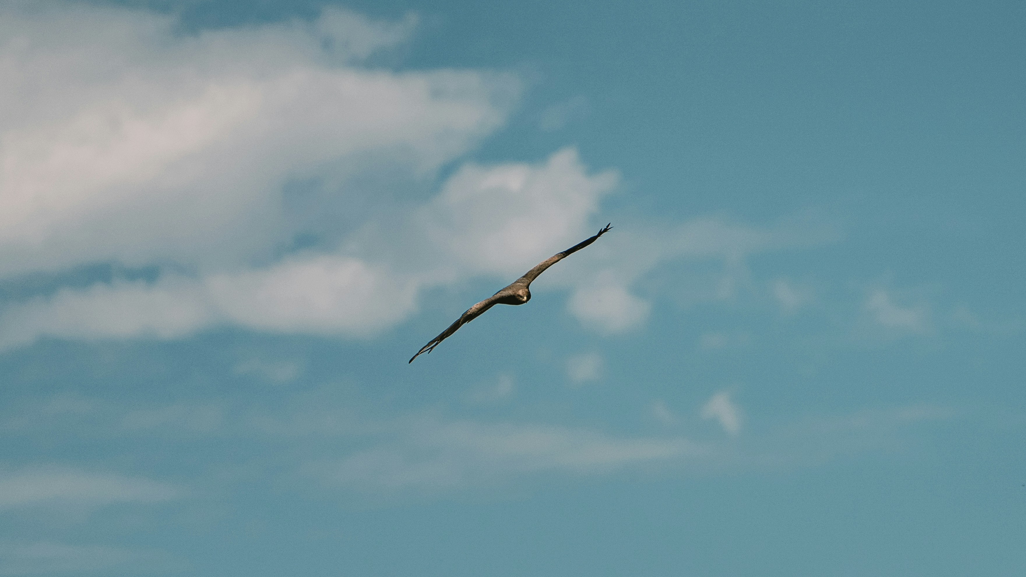 Skybound Silhouette: A lone gull carving through a blue expanse
