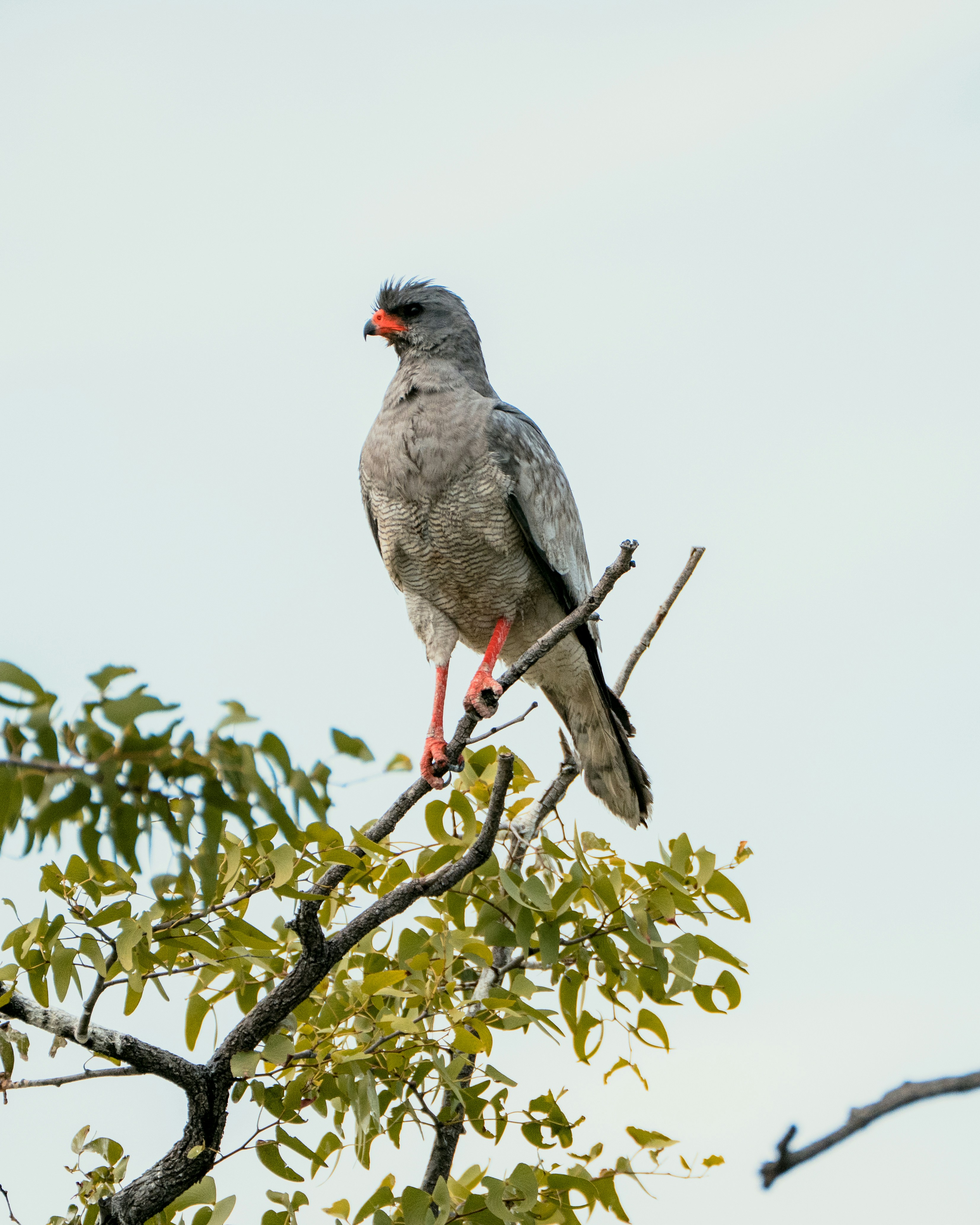 Scarlet-eyed Predator on a Gnarled Branch