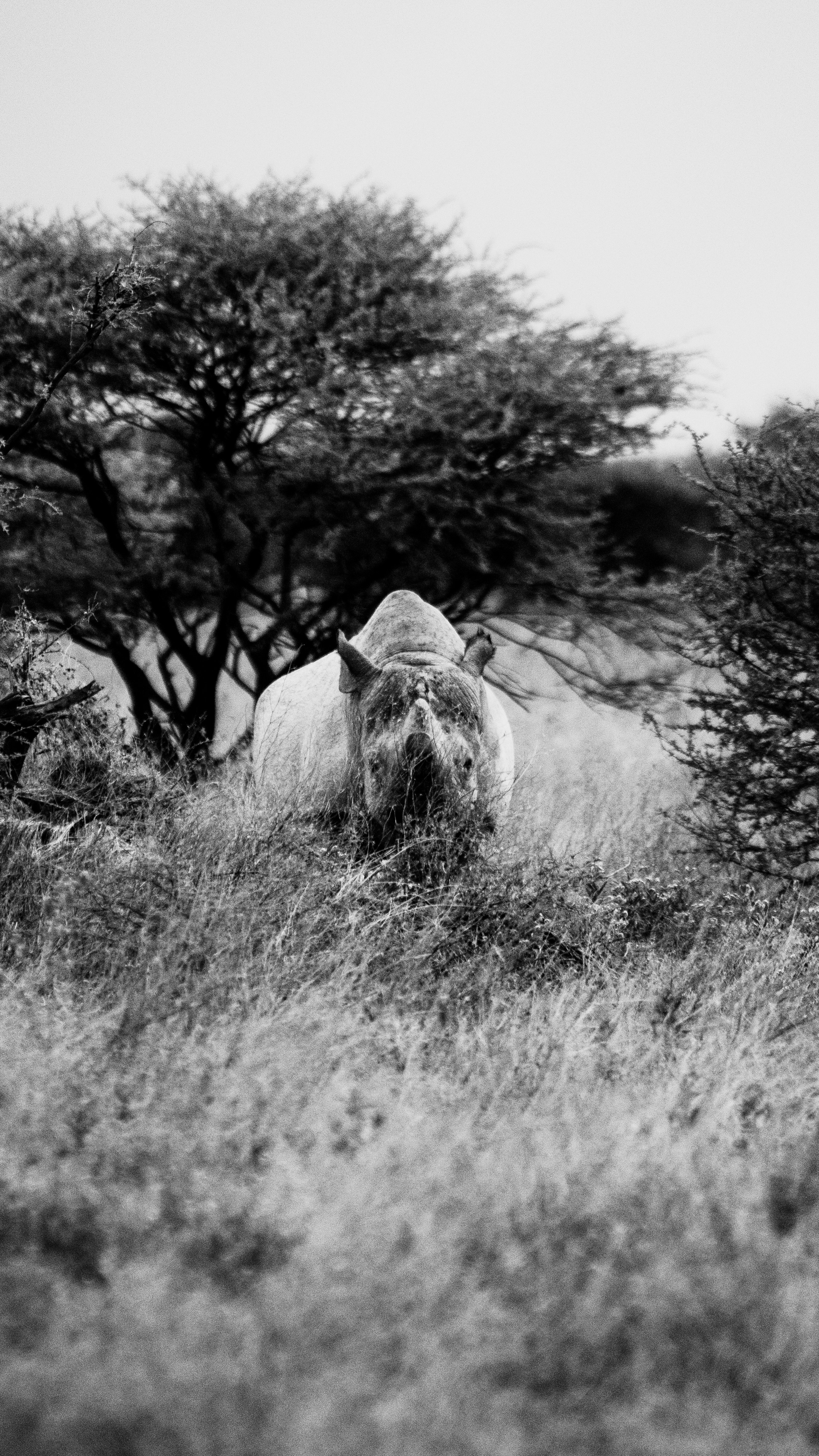 Rhinoceros in Tall Grass, Silhouetted by Sparse Acacia at Dusk