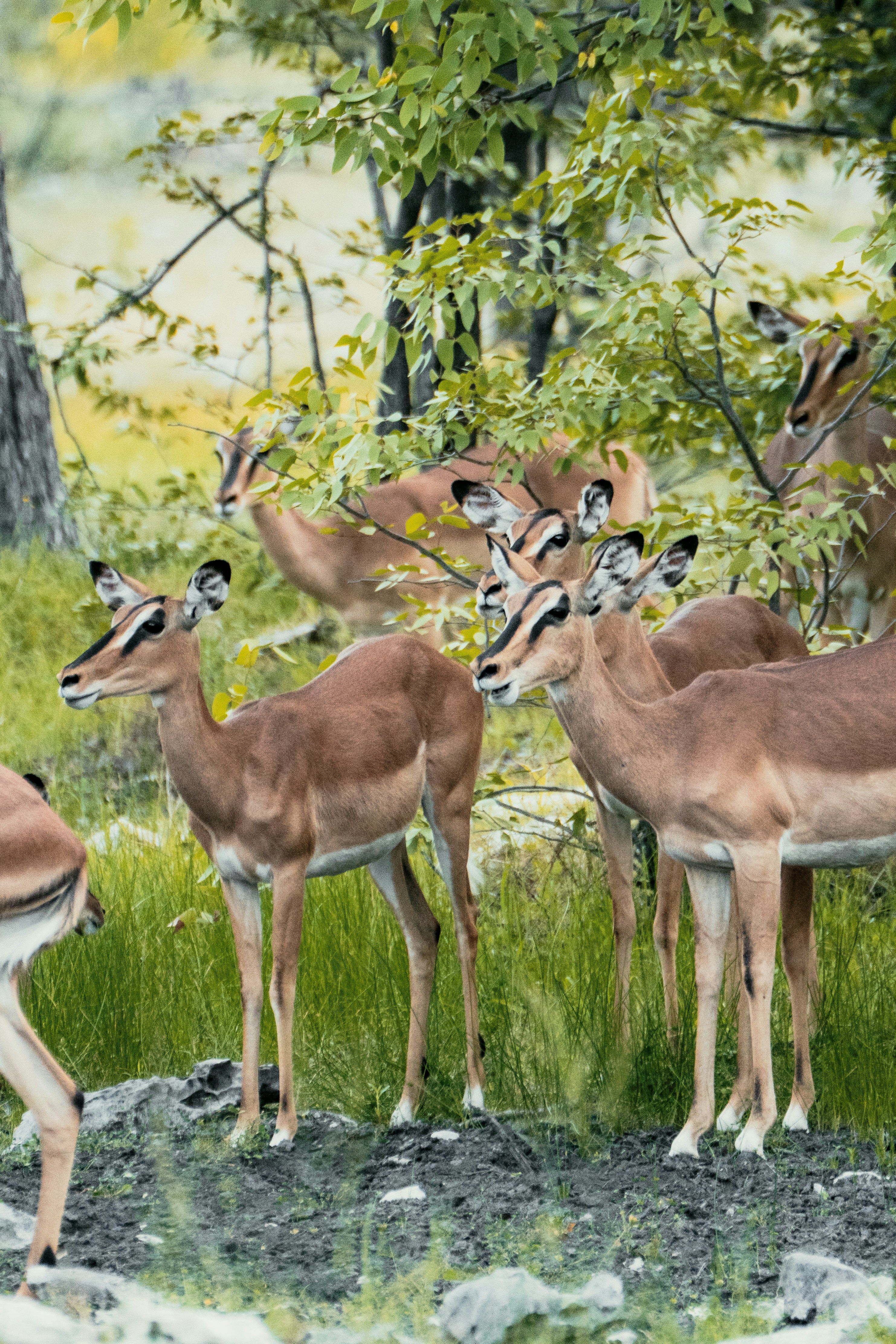 A Flock of Grace: Herd of Impalas Resting Beneath Verdant Shade