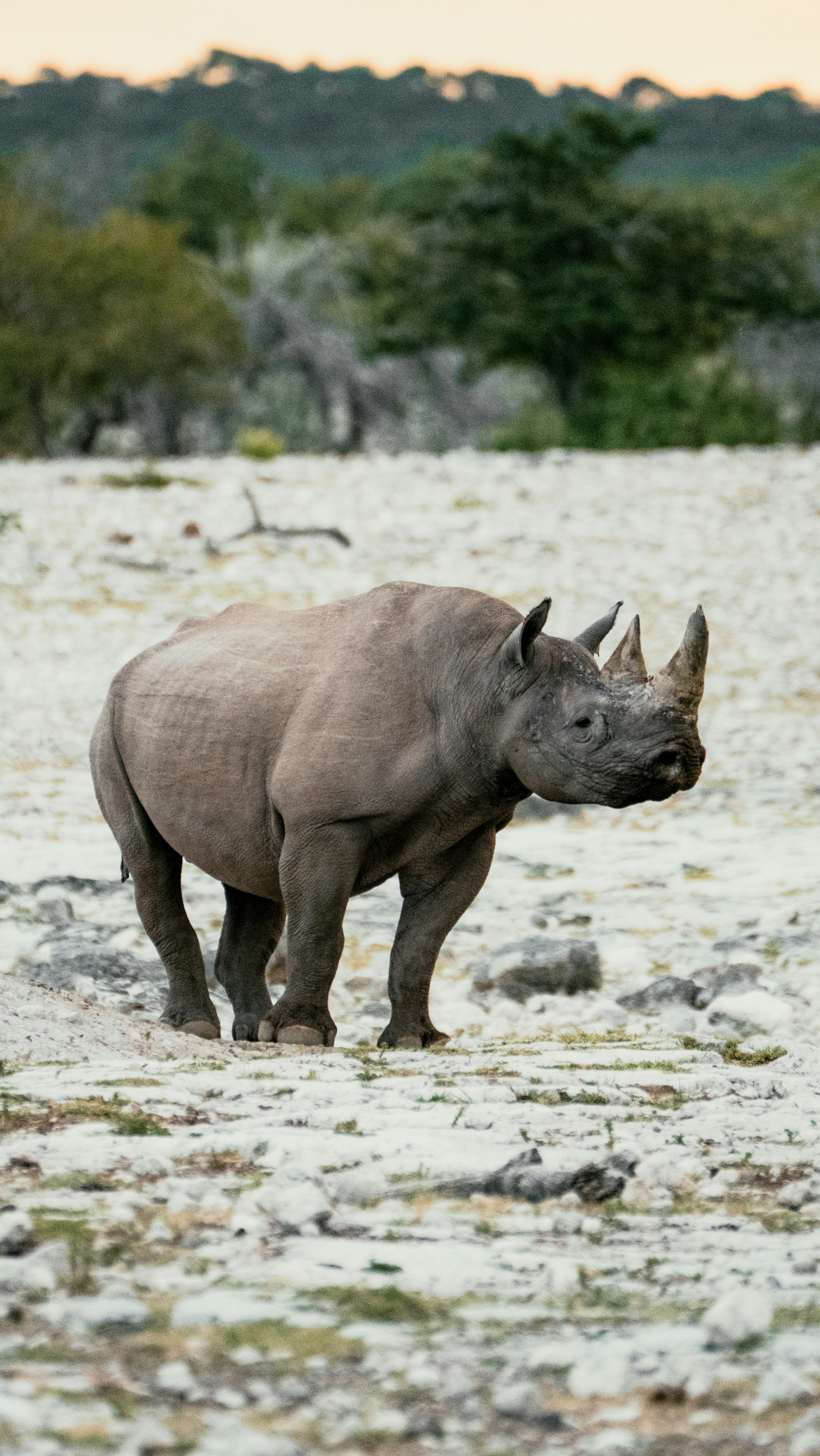 Sunlit Prowler: A Southern White Rhino on a Rocky Shore