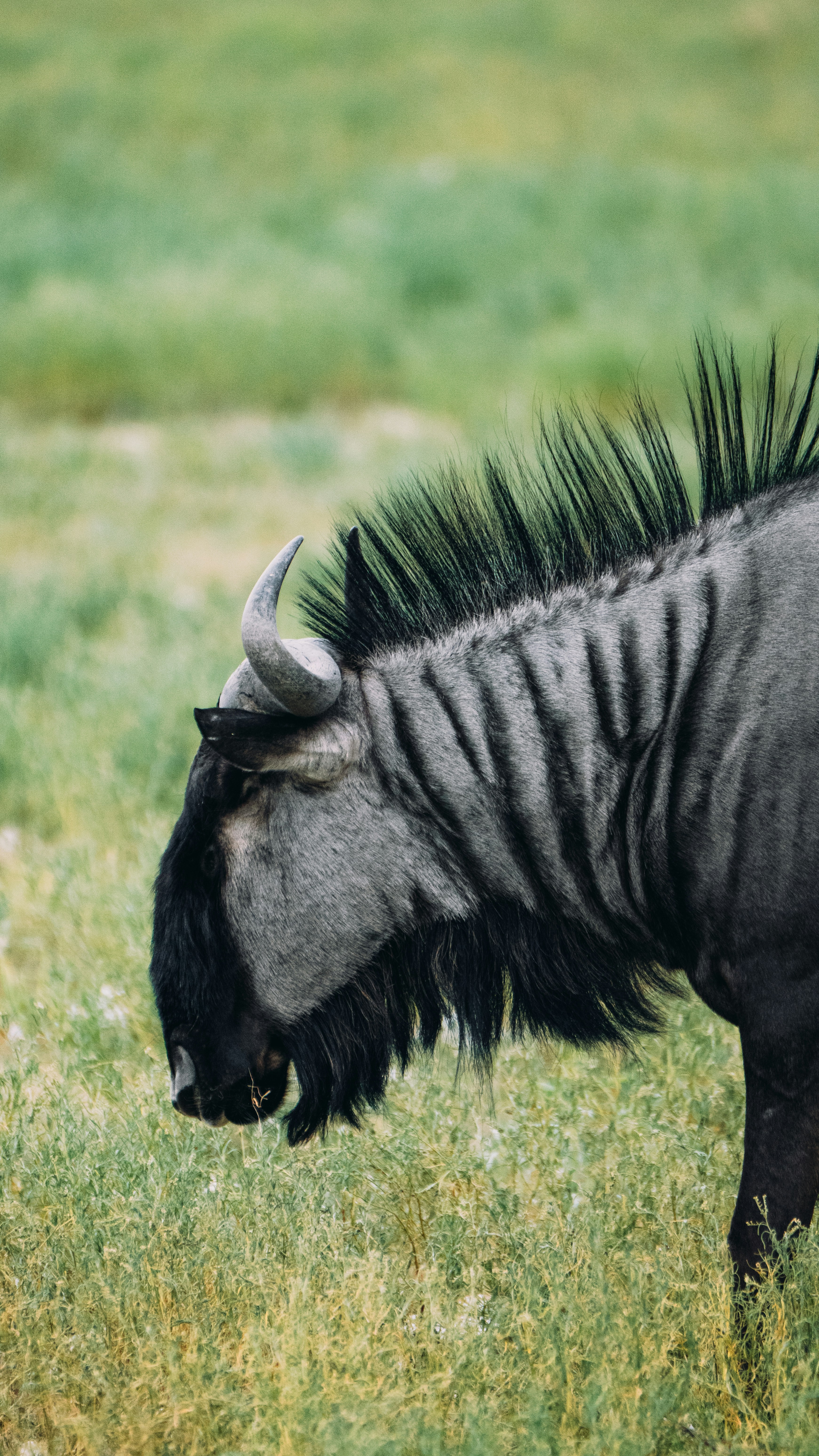 Sidelong Gaze: The Zebra Guitar of the Savanna