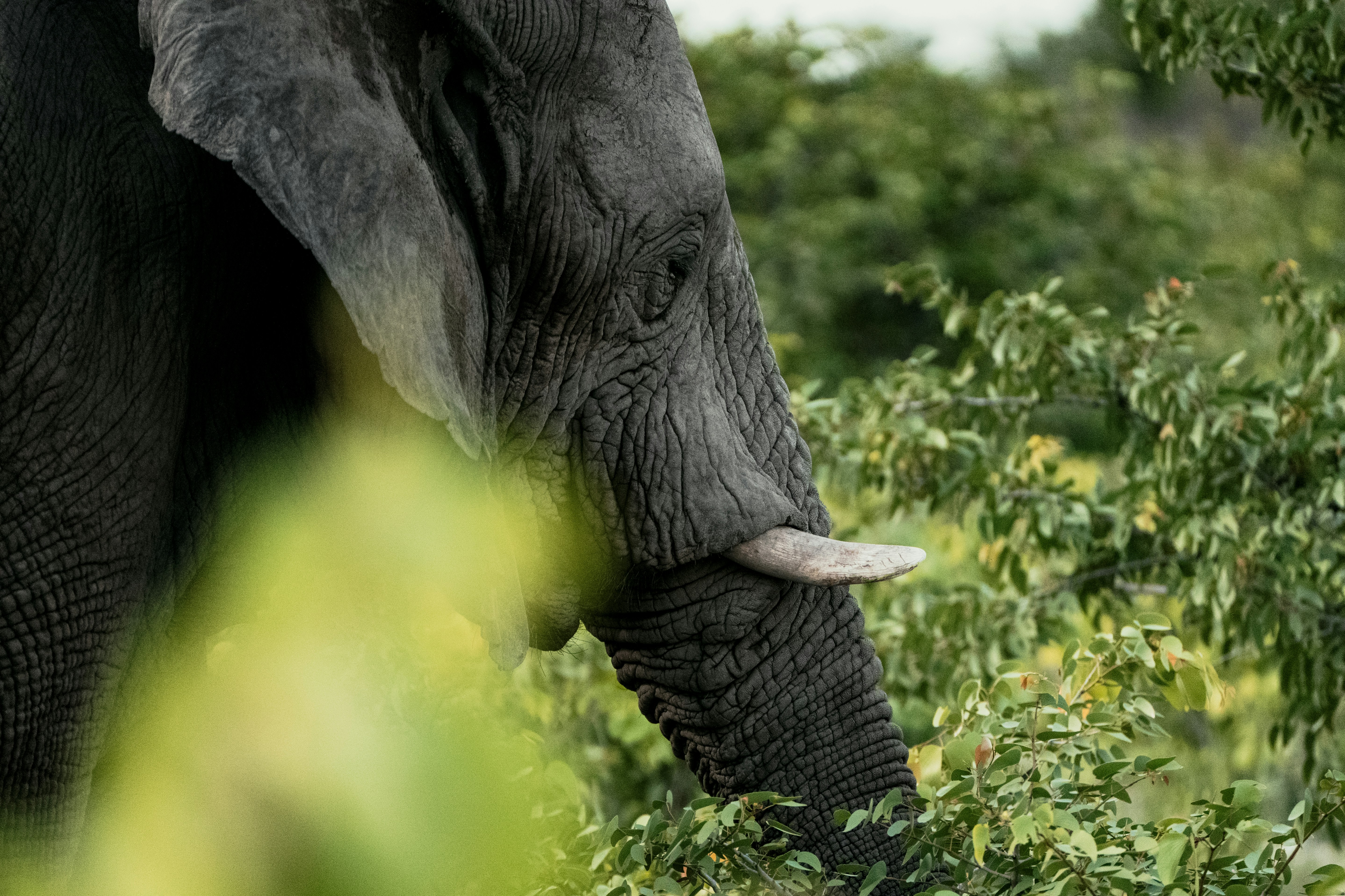 Elephant Sidelight: a textured trunk and tusk amid green foliage