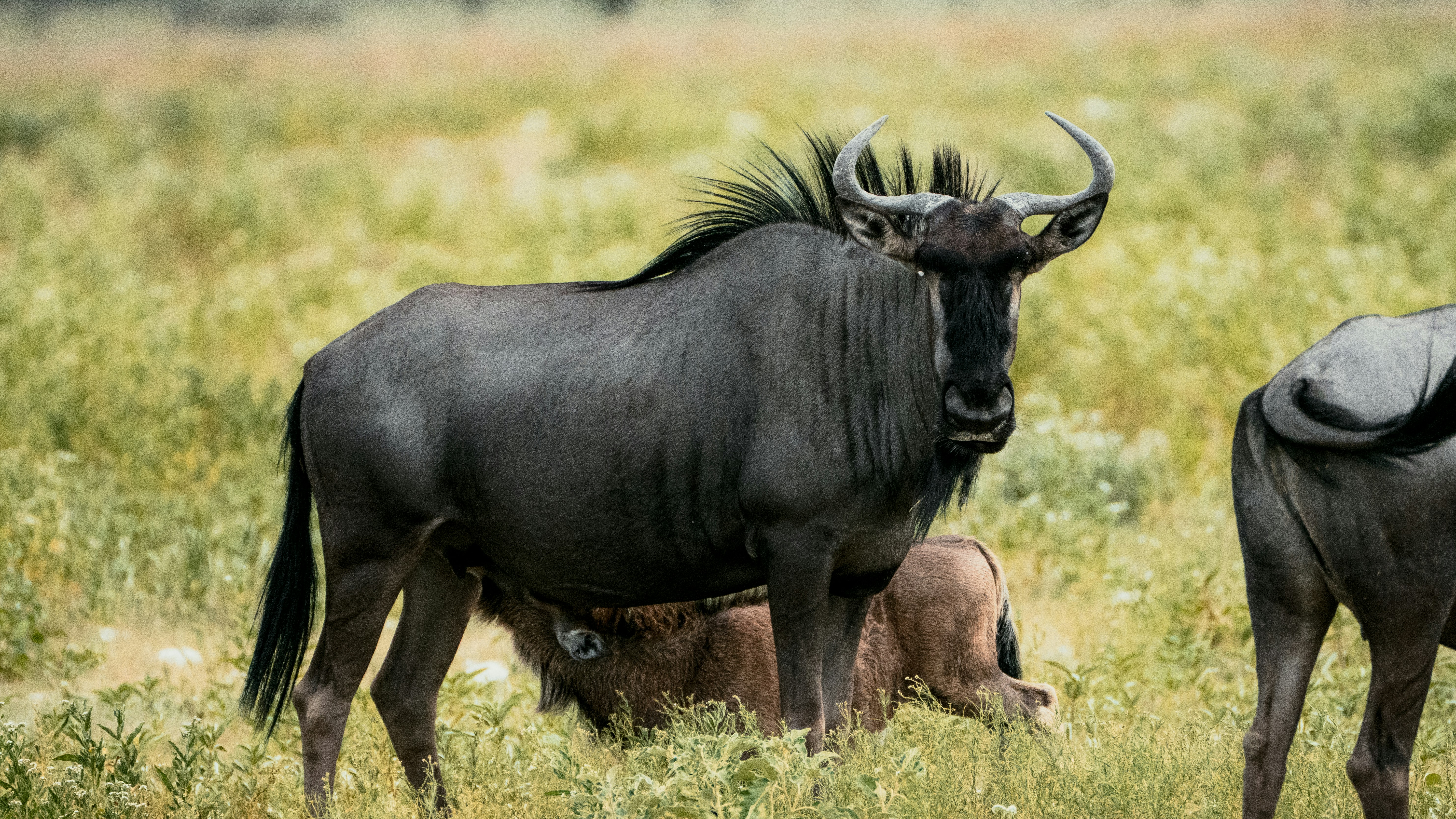 Majestic Wildebeest Sentinel Amid Golden Plains