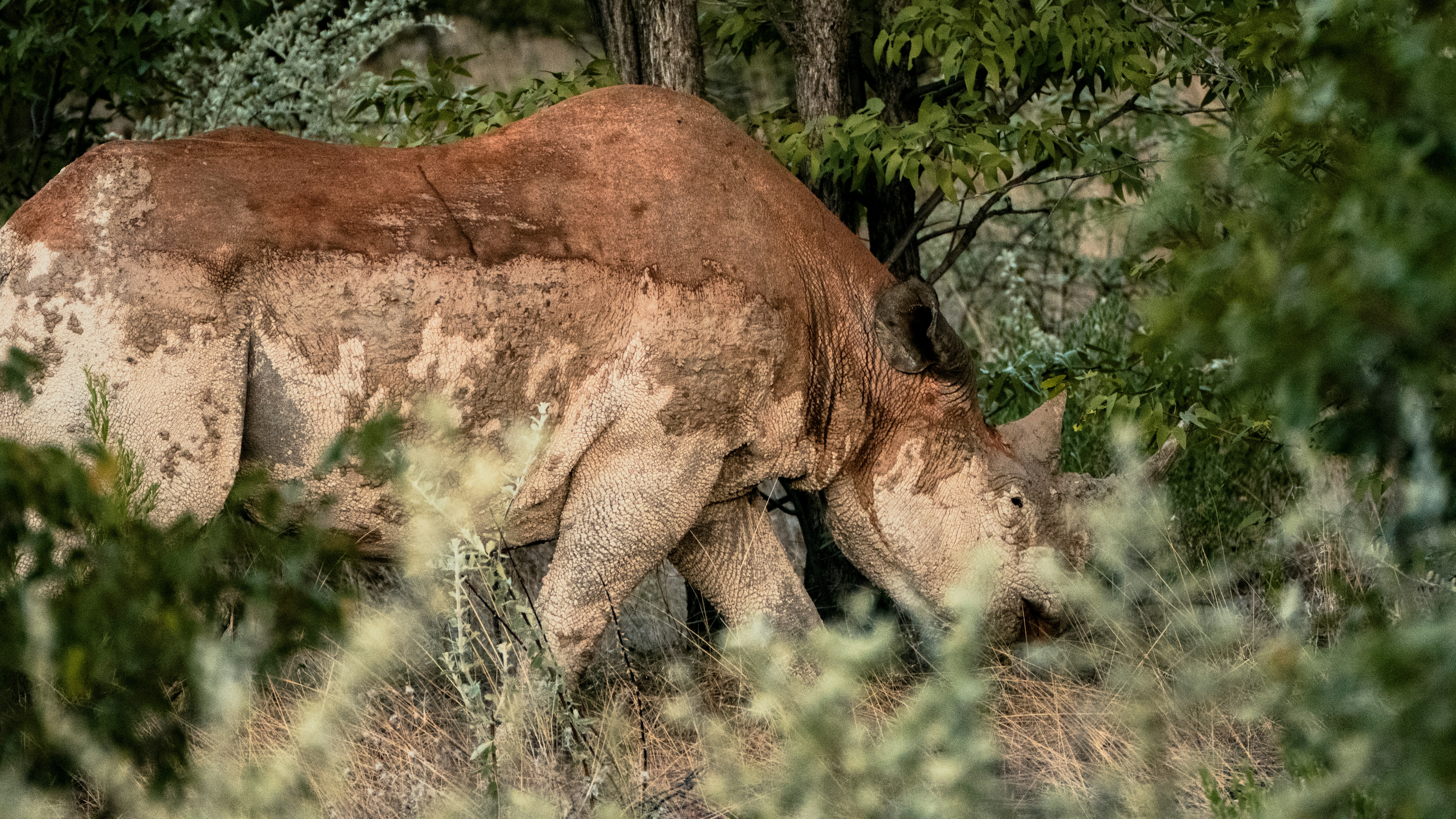 Hidden in the Grasses: a Red Bovine Passes Through a Sunlit Clearing