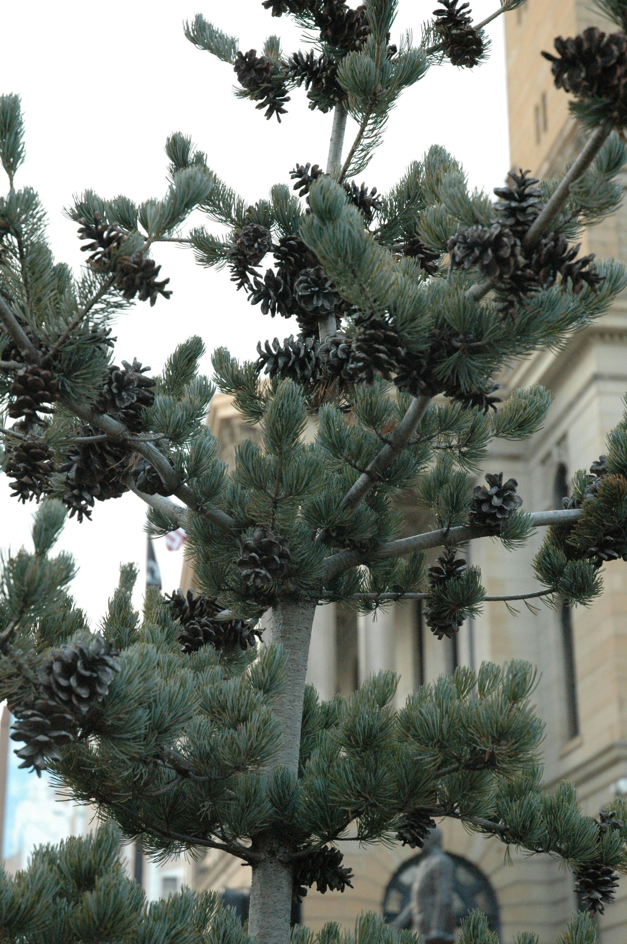 Pine tree with numerous cones against building photo – Free Pine tree ...